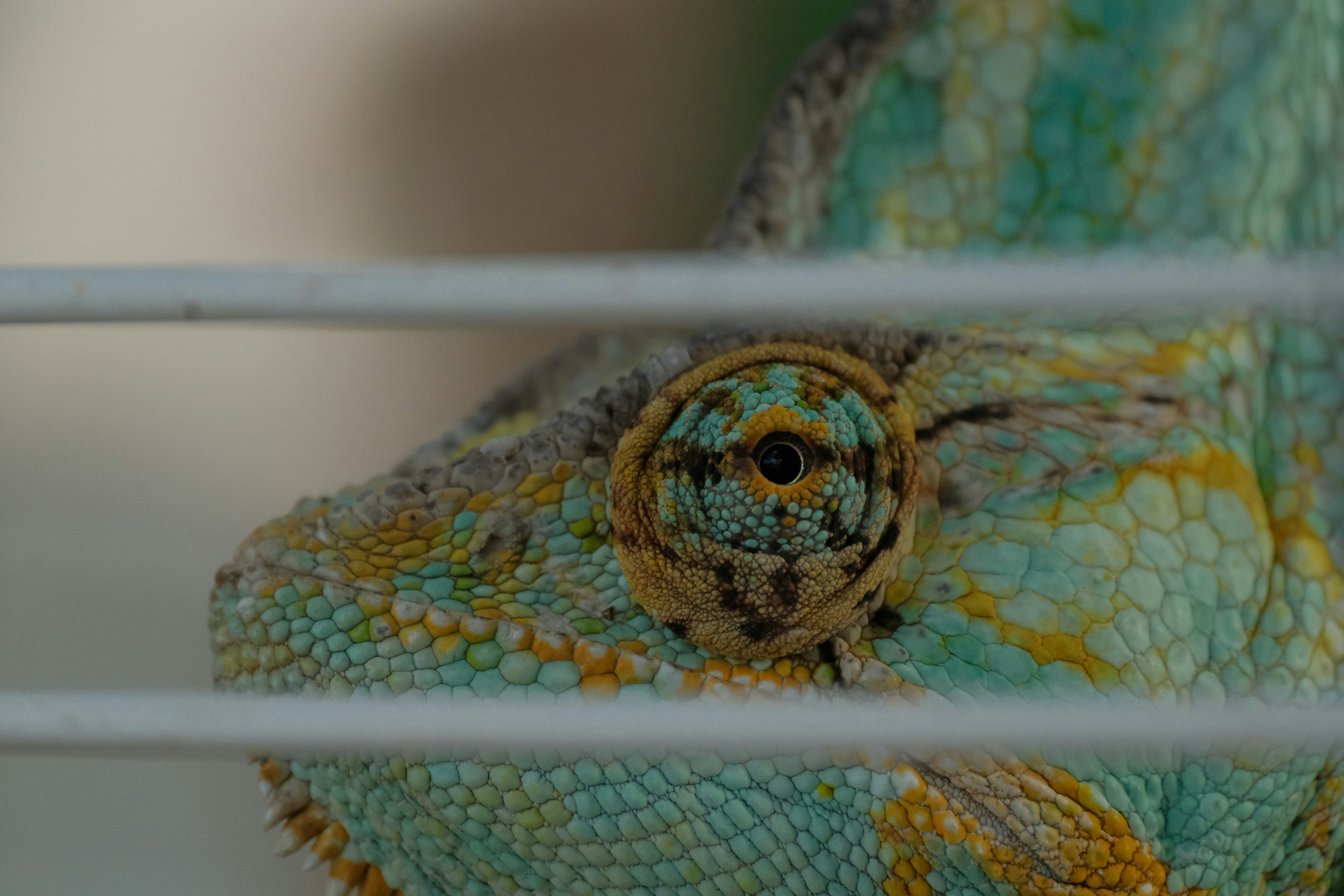 Emerald Gaze Behind Grilles: A Chameleon Close-Up