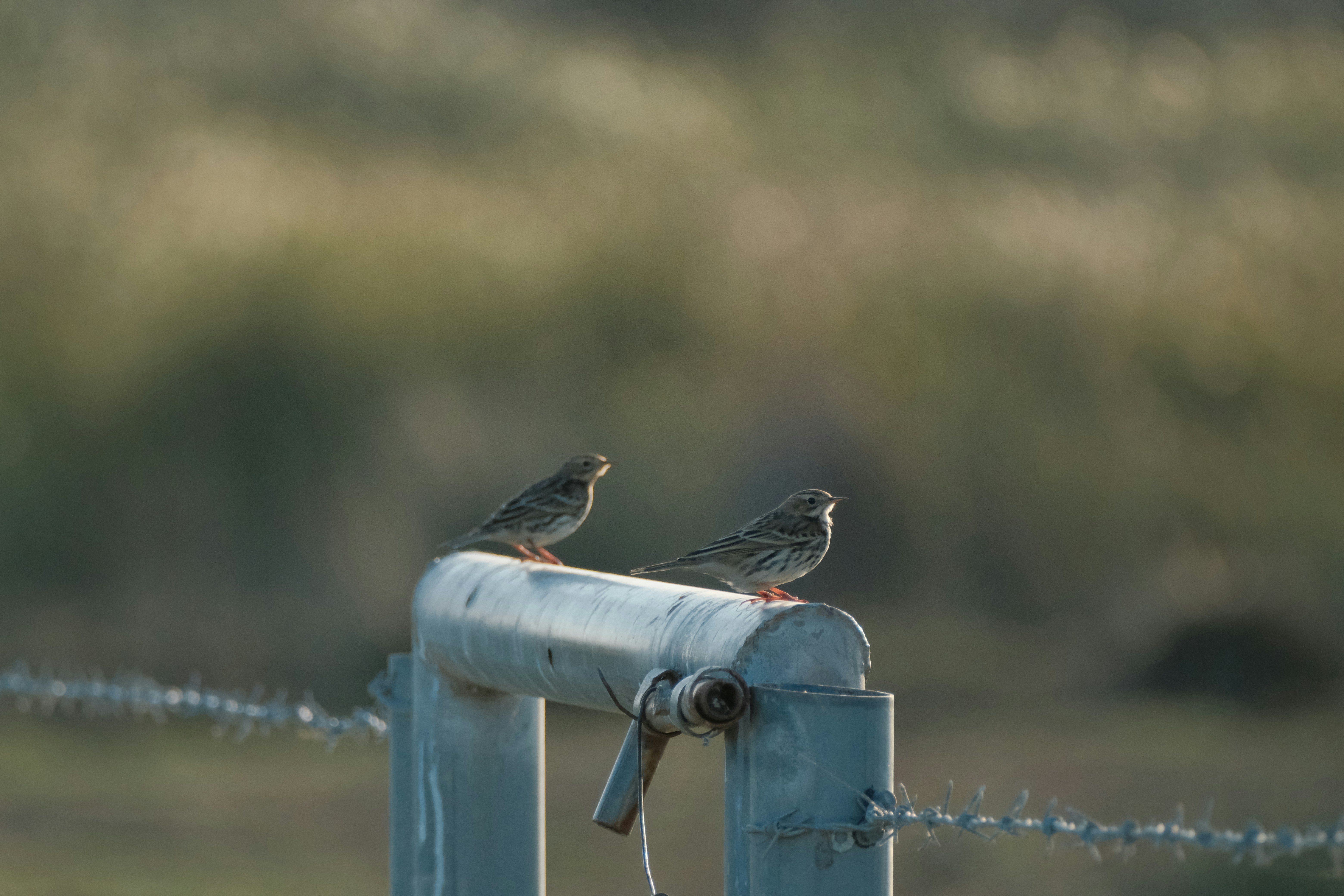 Perched Companions in the Golden Hour