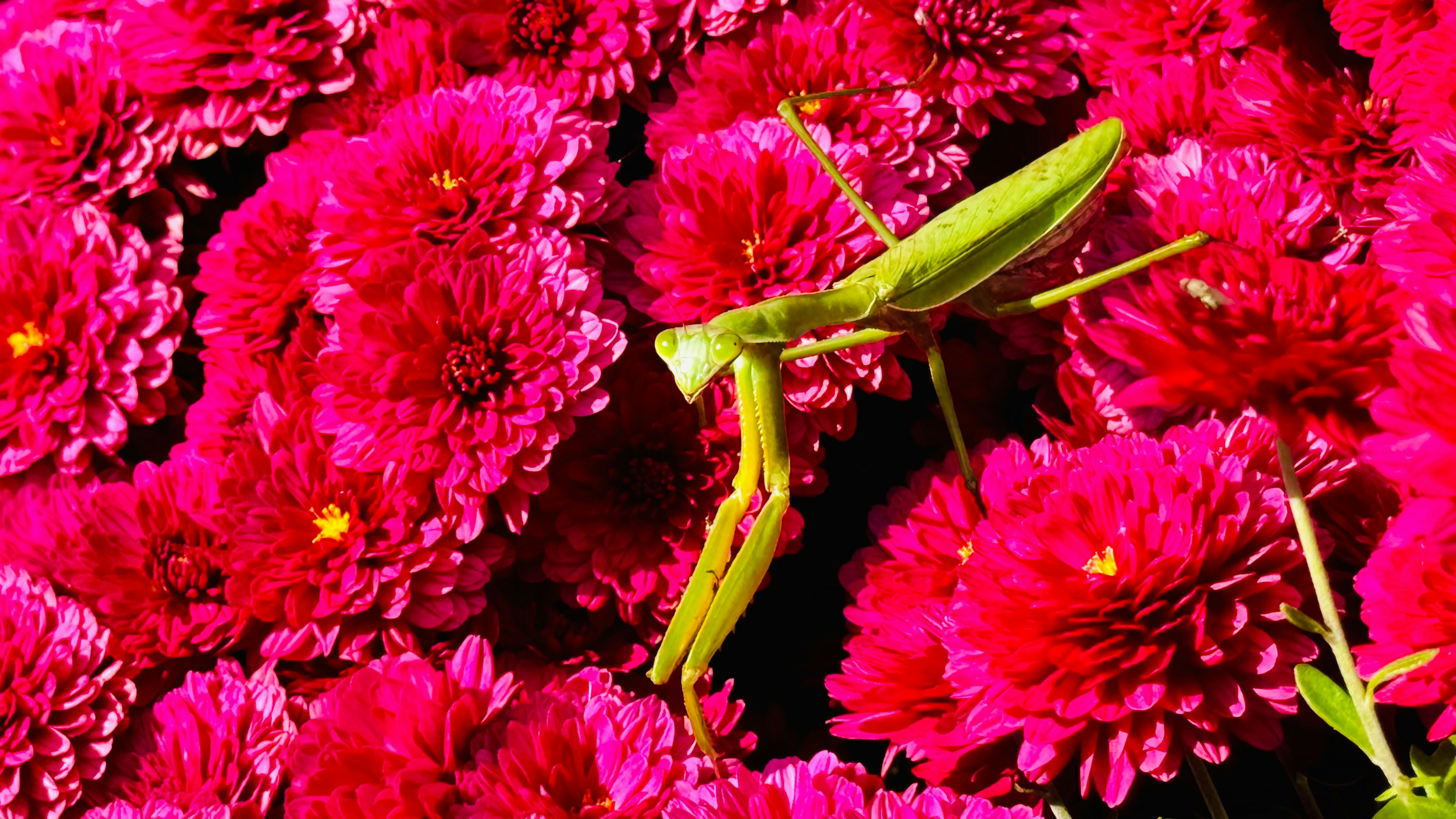 Emerald Guardian Among Fuchsia Blooms