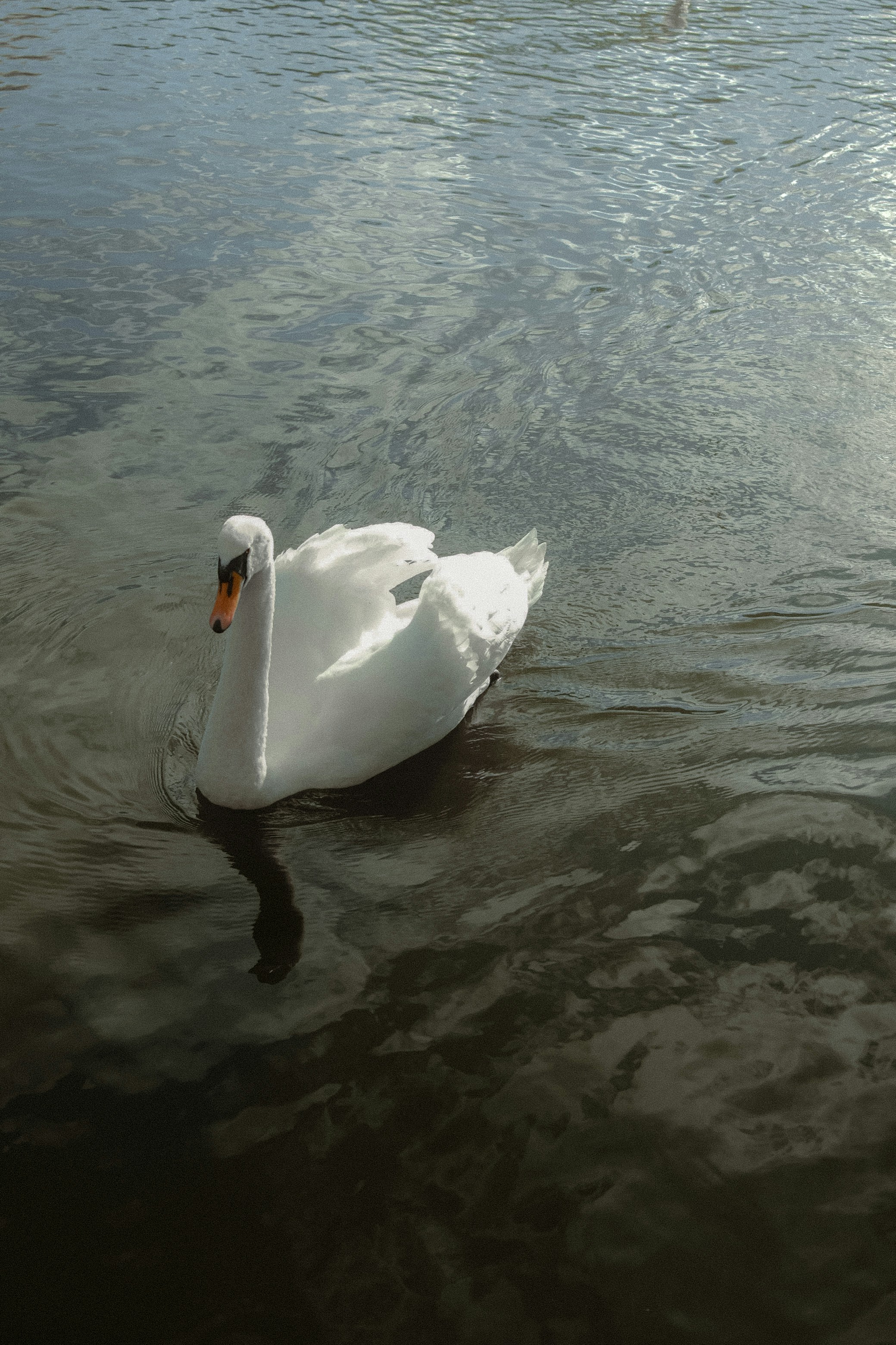 Swan in the Queens Park pond | A white swan swims on dark water.