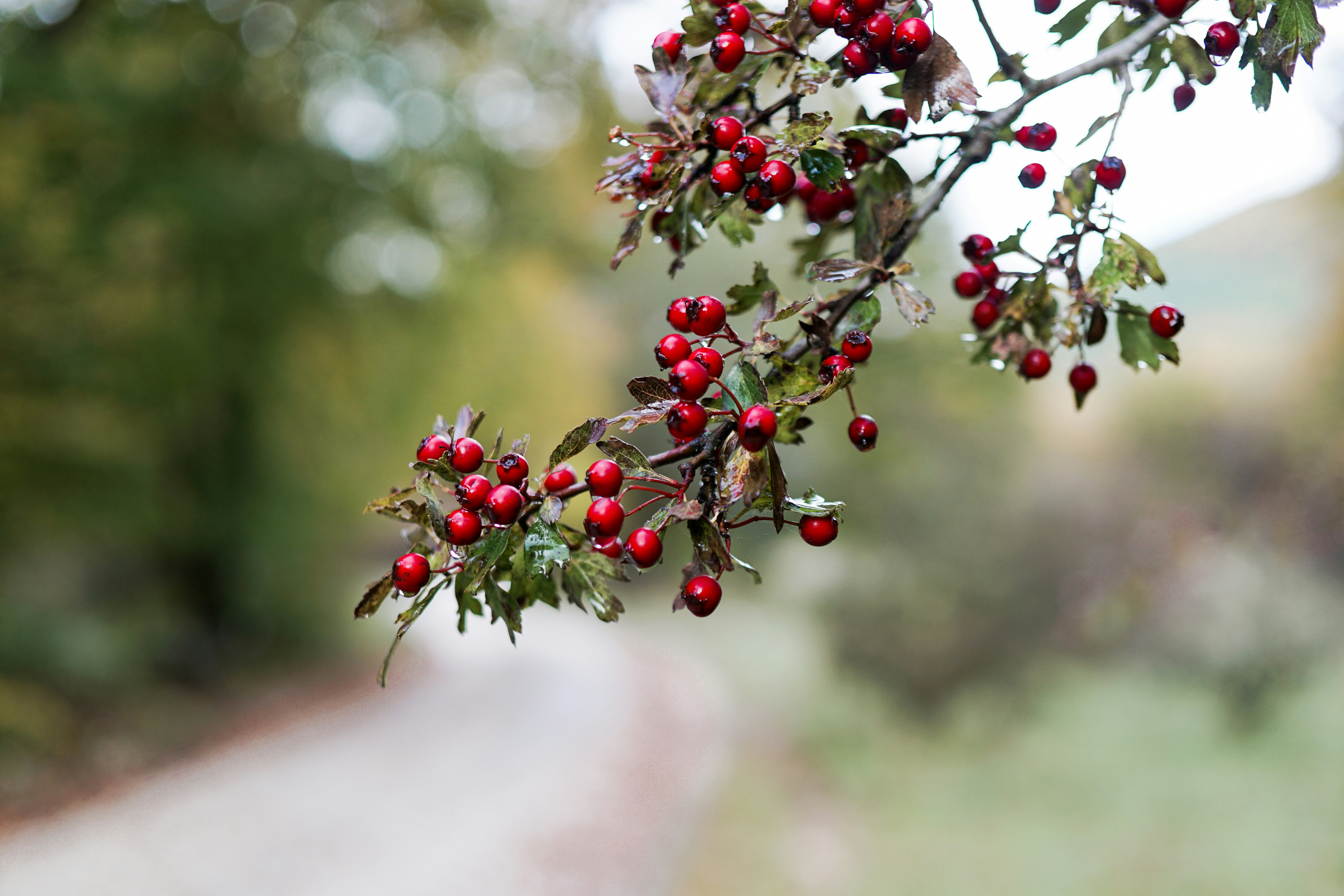 Crimson berries in crisp foreground with a hazy country road beyond