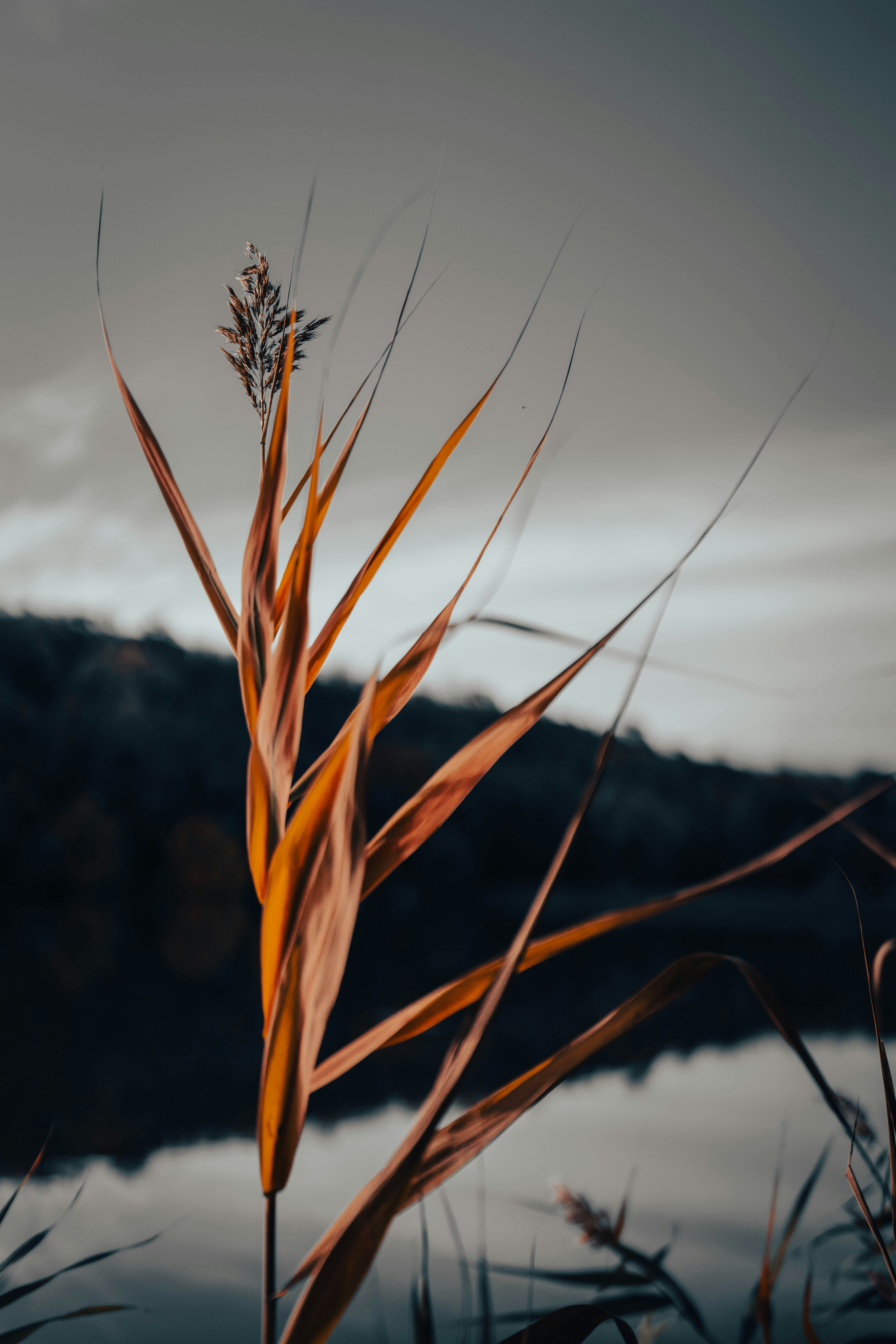Tall dry grass stalks by a dark lake photo – Free Plant Image on Unsplash