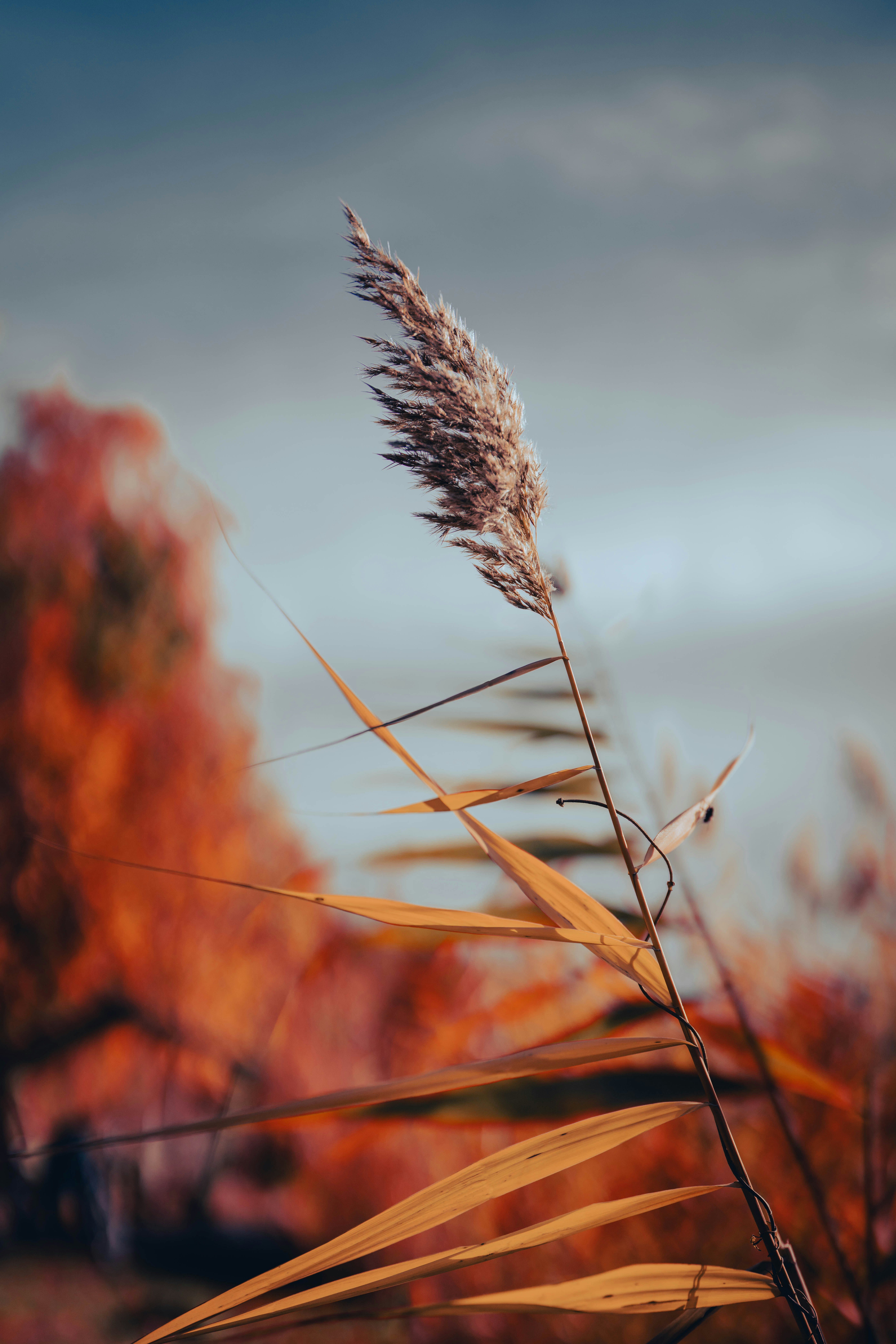Delicate grass swaying in the autumn breeze, framed by warm, colorful foliage and a moody sky.