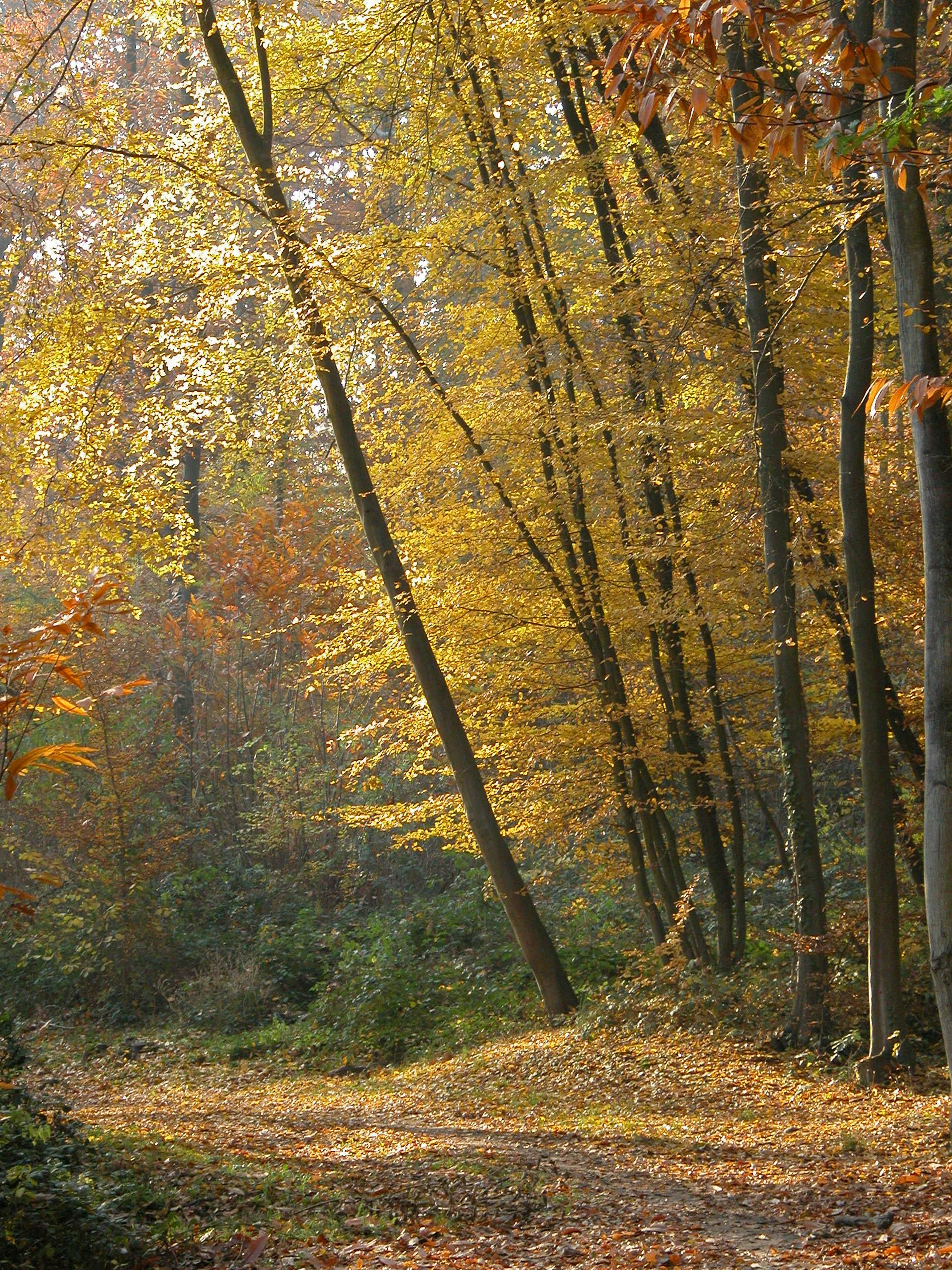 Golden leaves filtering sunlight in a tranquil forest path, showcasing the beauty of autumn foliage.