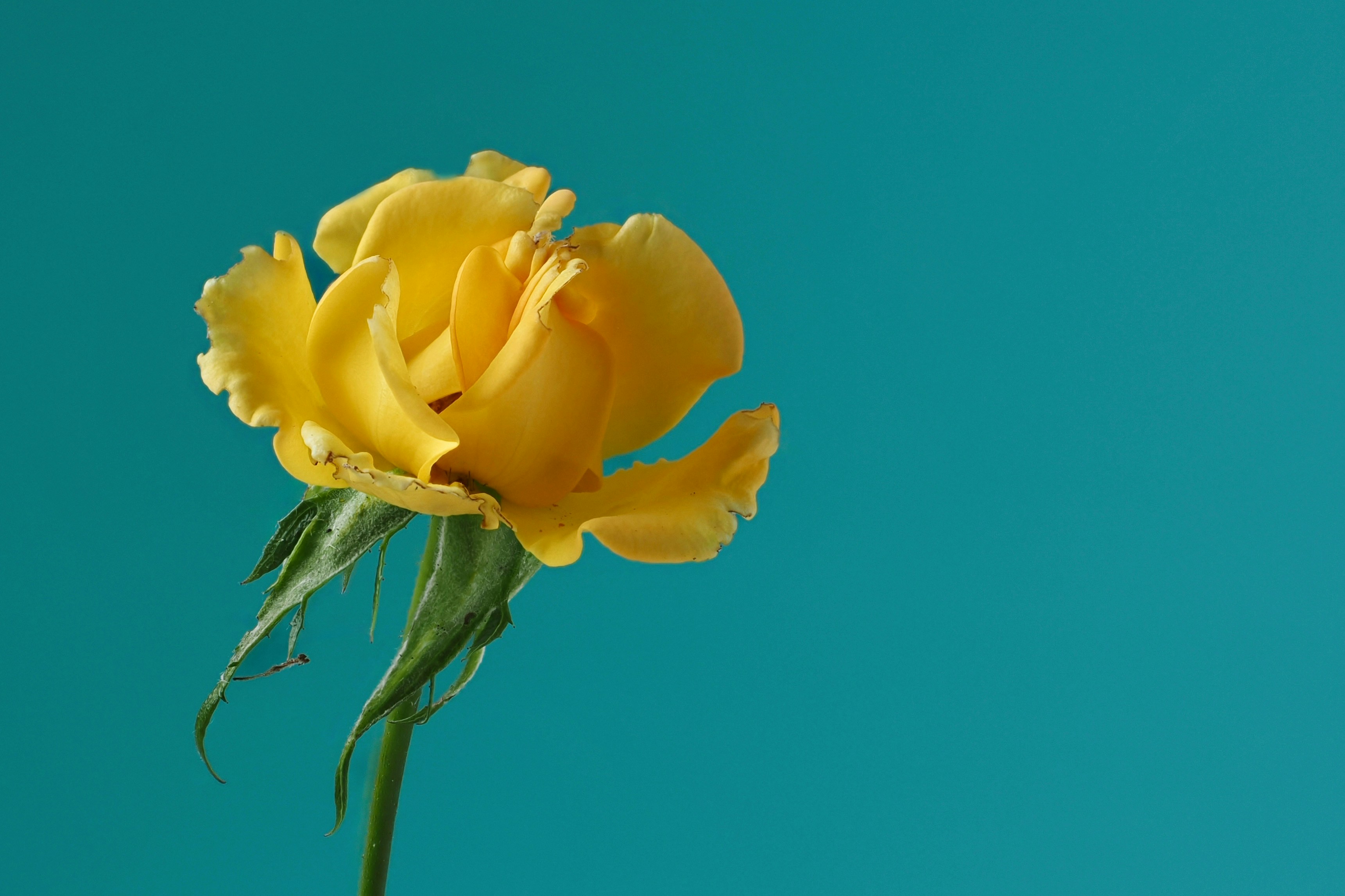 A yellow rose against a green background | A single yellow rose against a teal background