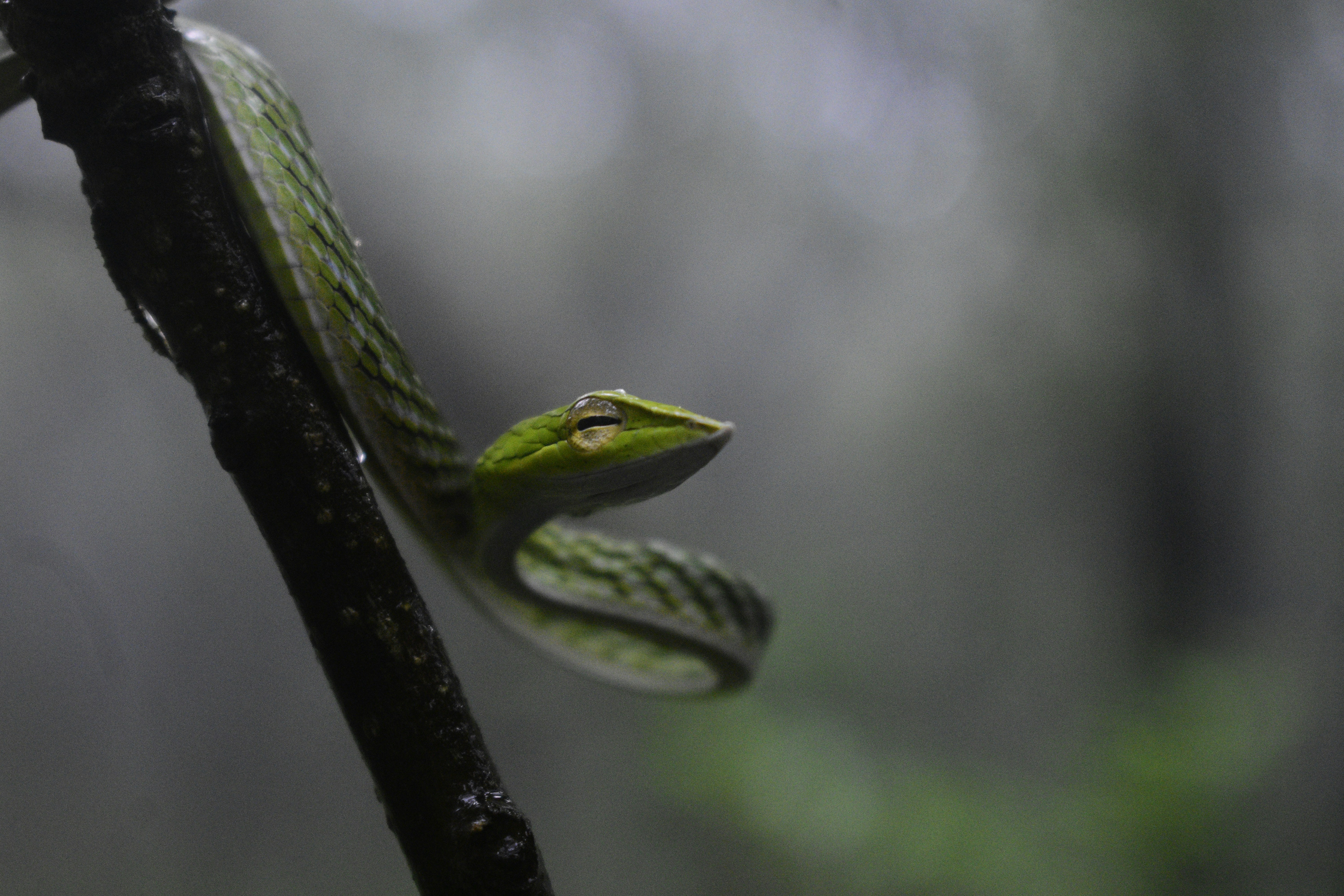 Photo by U K Mogit with Nikon D3400