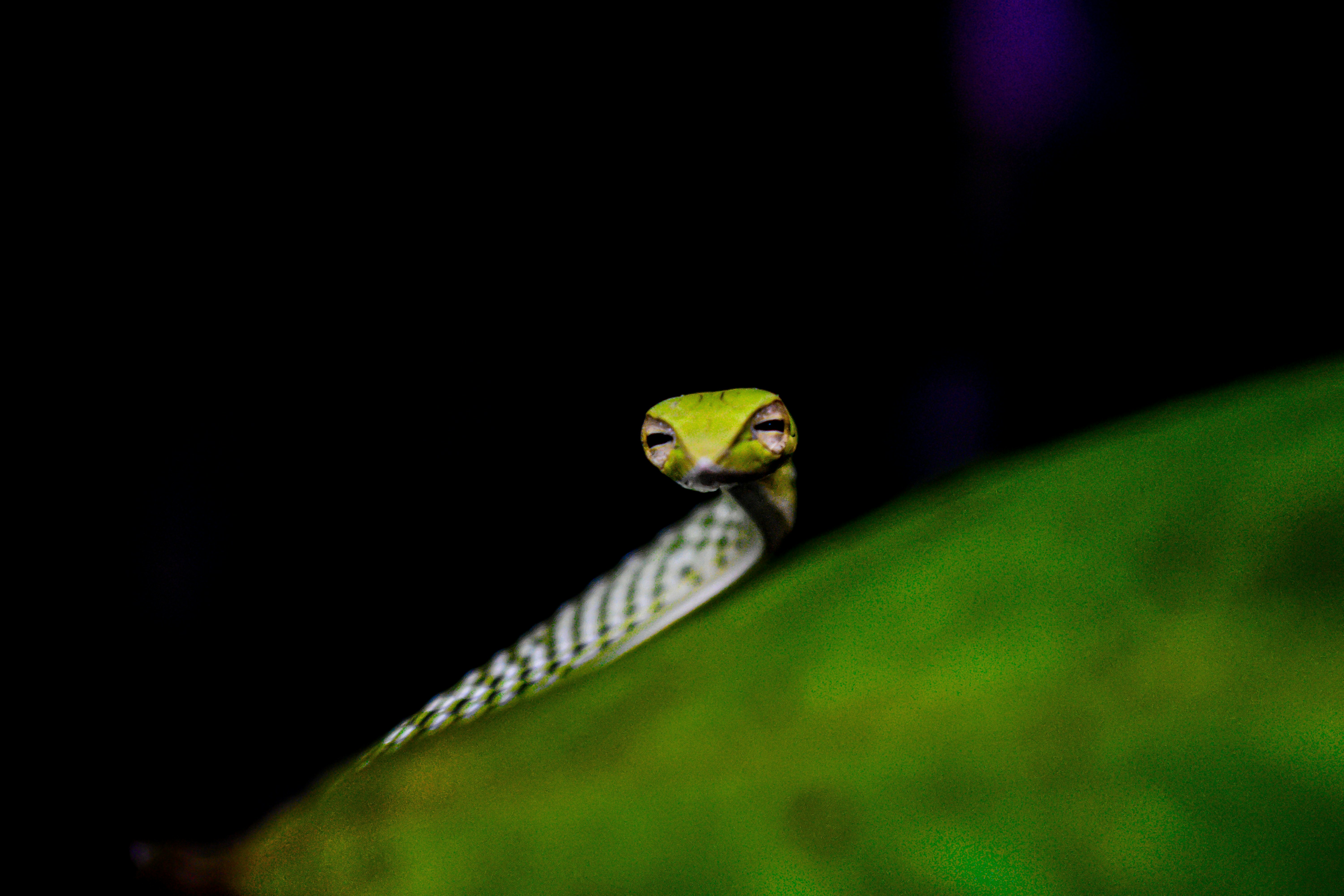 Emerald Stare at the Leaf's Edge