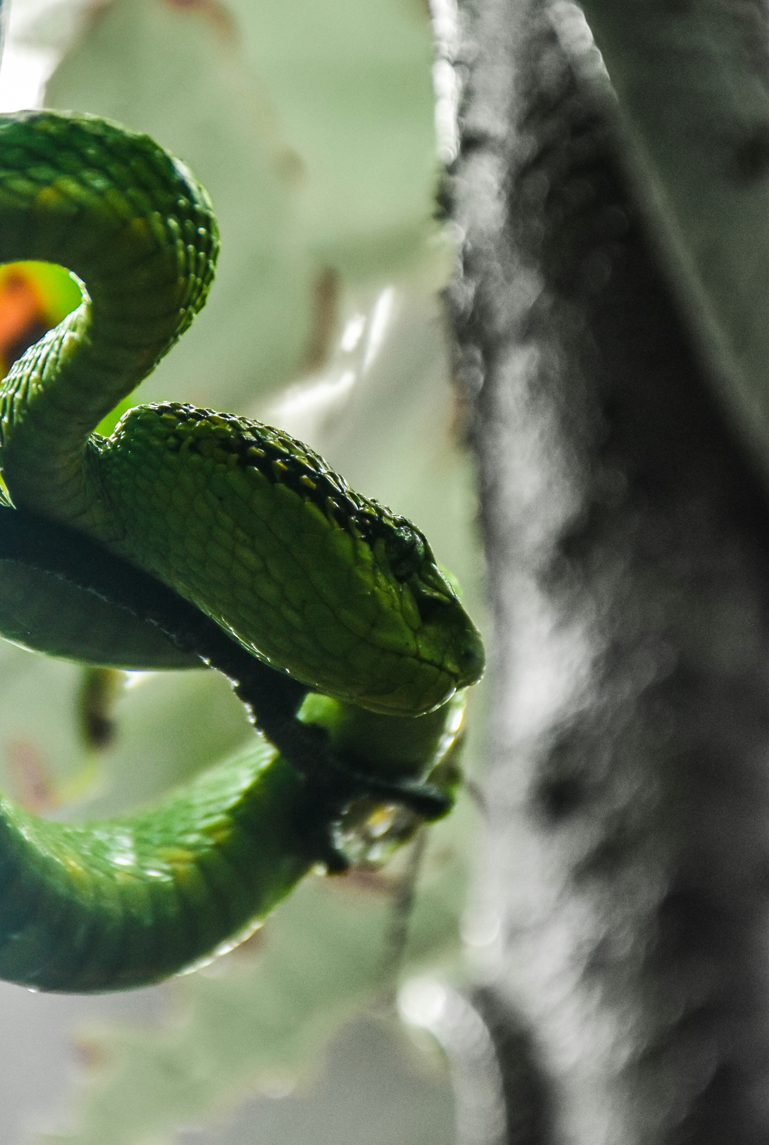 A vibrant green snake coiled gracefully around a branch, showcasing its intricate scales and natural habitat. The blurred background emphasizes its striking color and form.