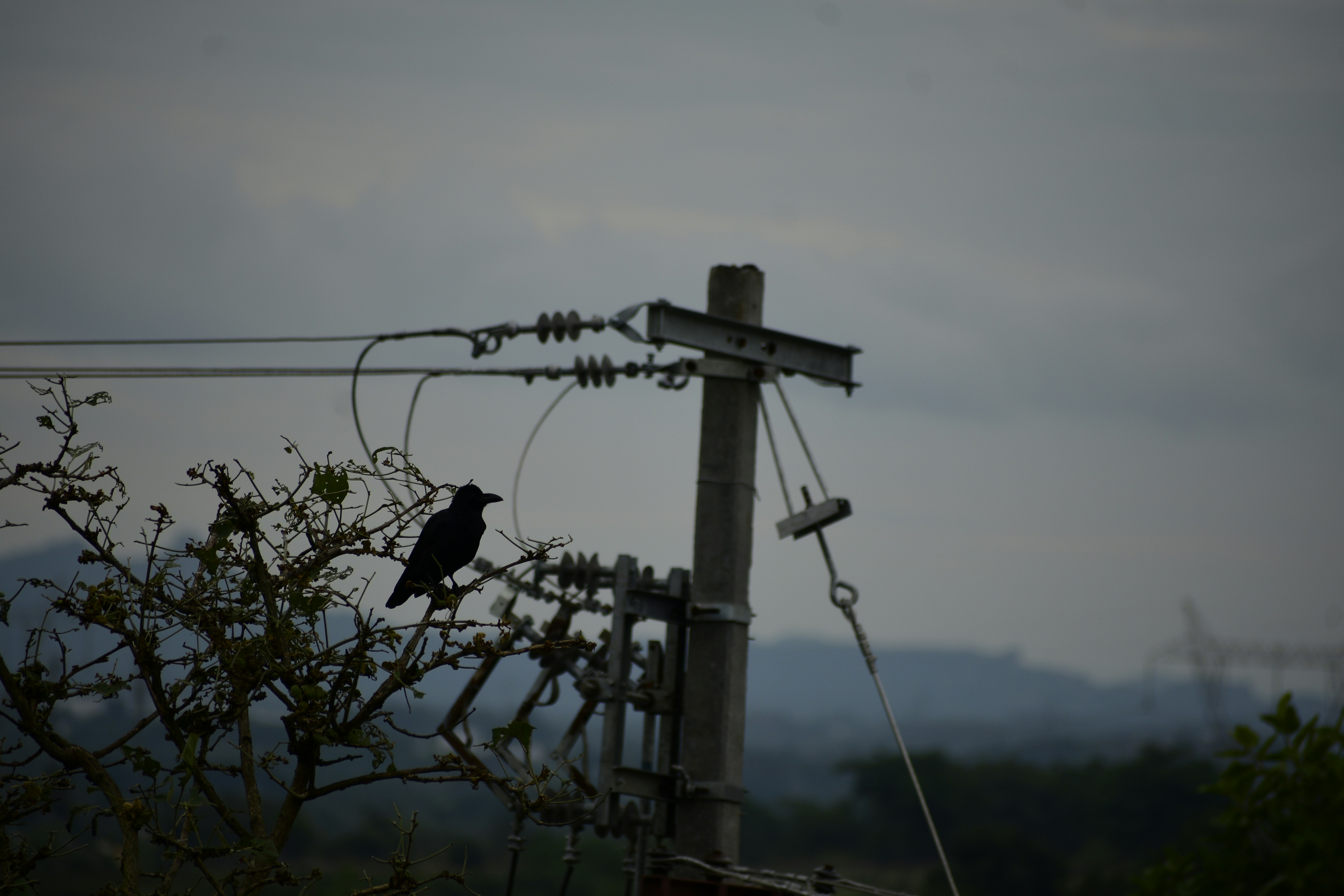 Silhouette of Solitude: A Crow's Perch