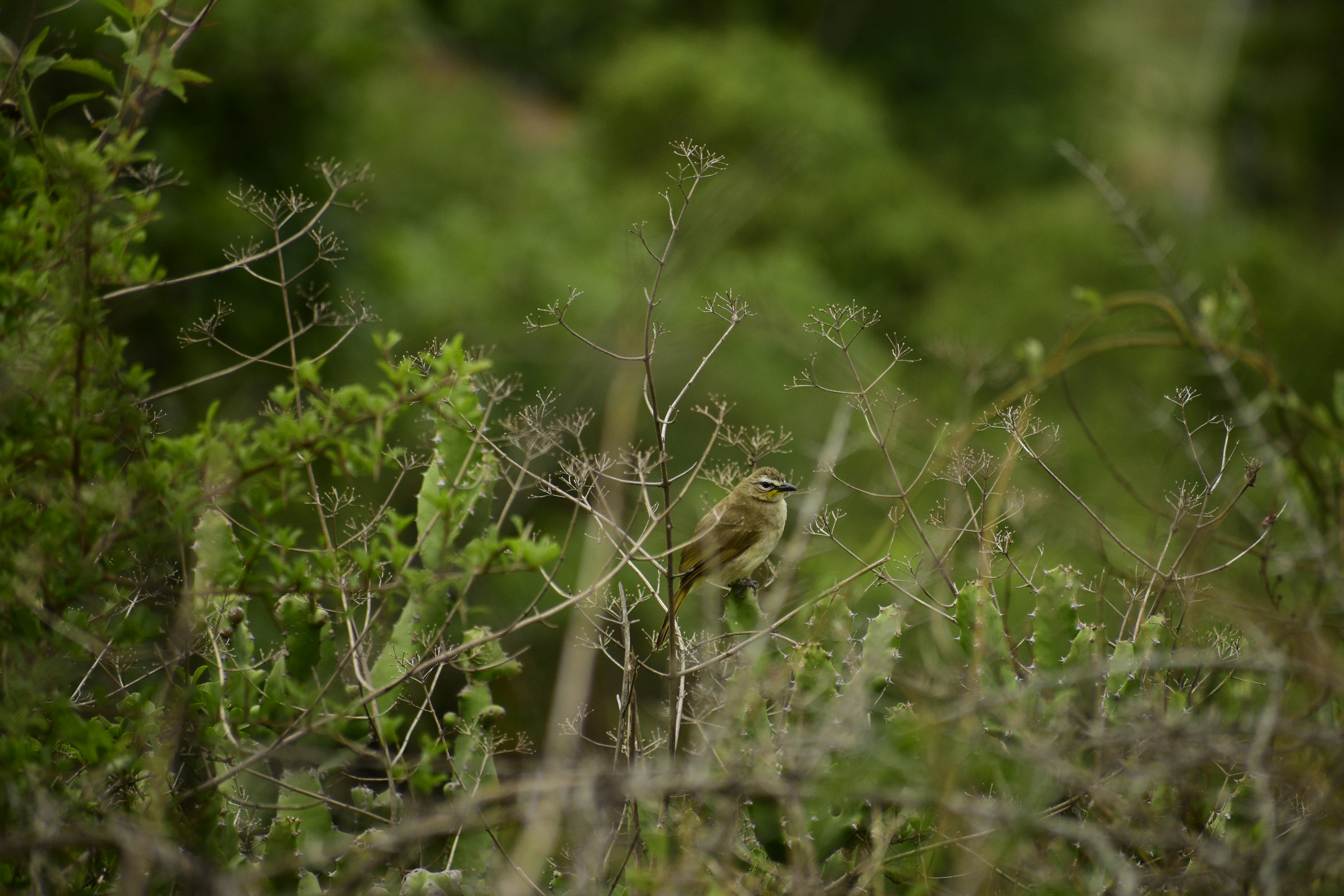 Photo by U K Mogit with Nikon D3400