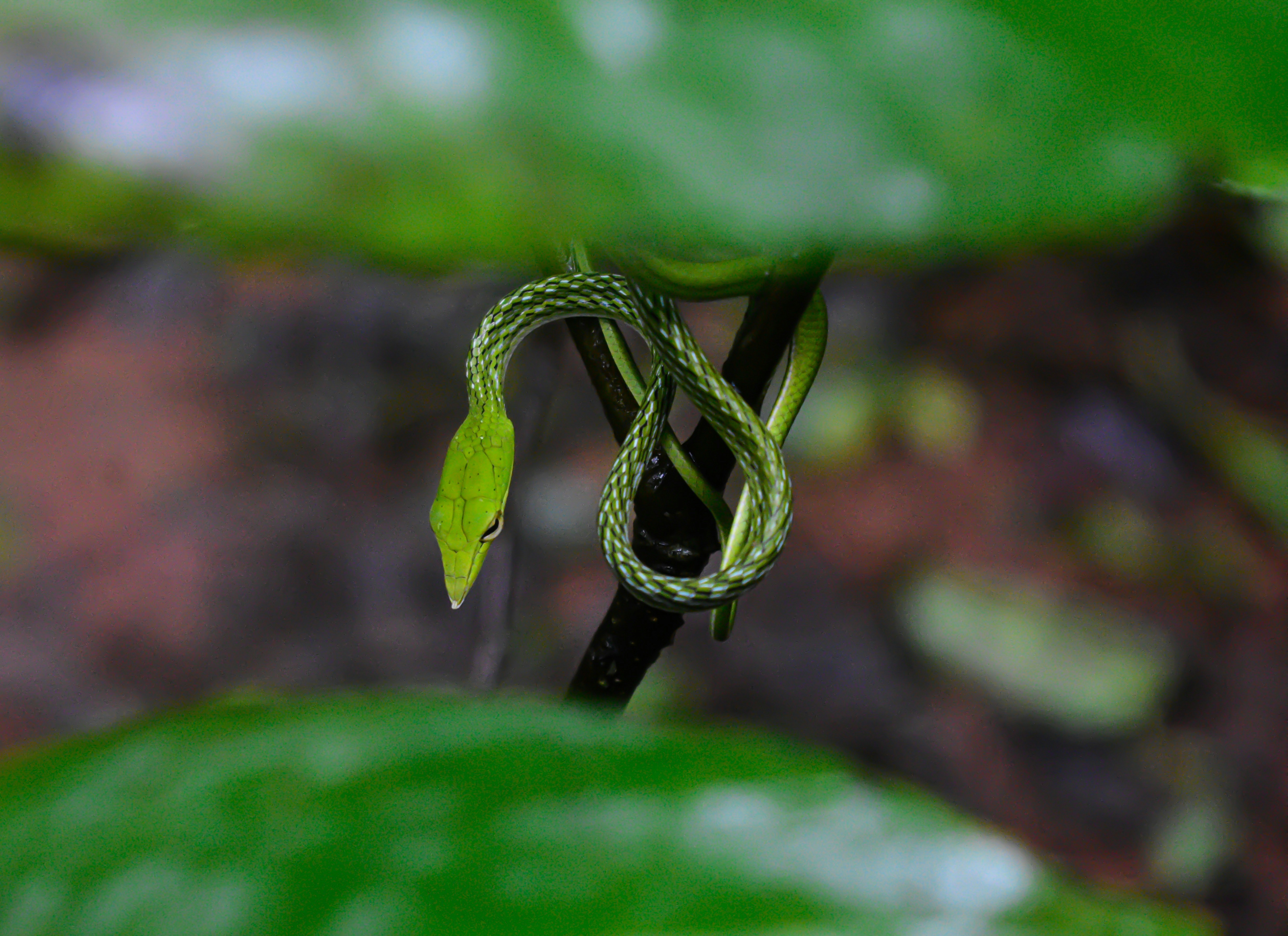 Emerald Coil: a tiny green snake looping a slender stem in a softly blurred leaf backdrop