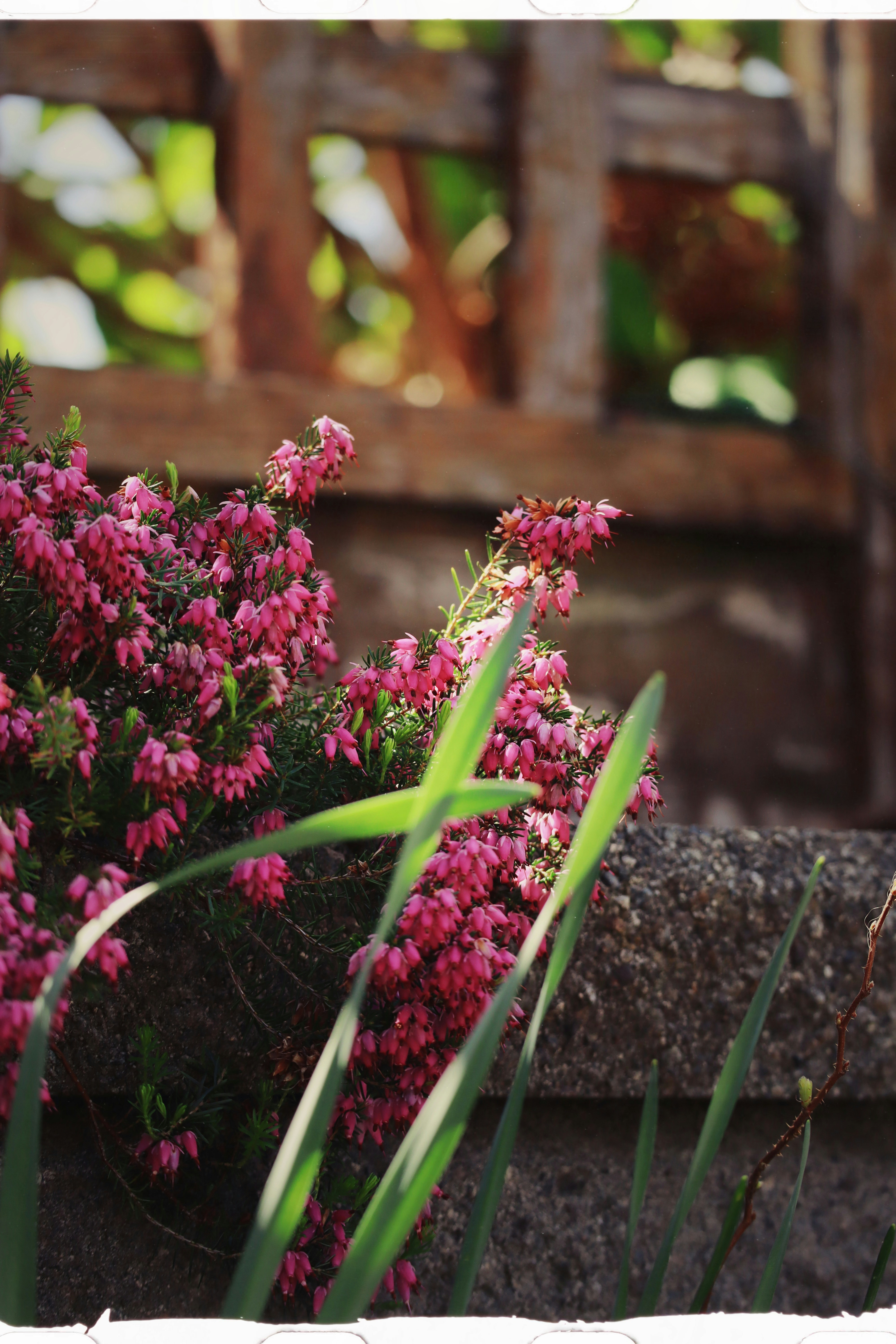 Crimson Heather Cascade Framing a Weathered Terrace