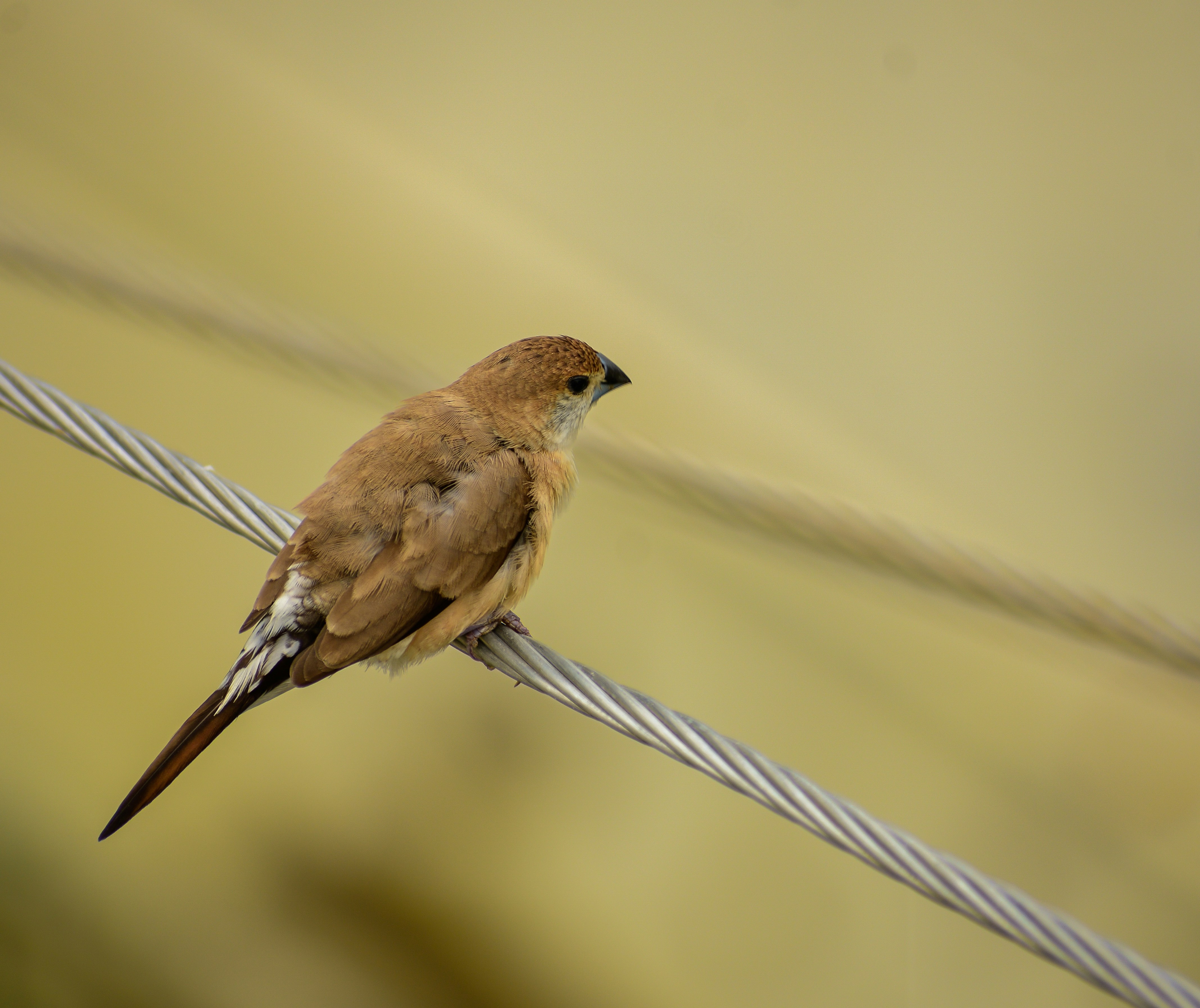 A small brown bird perched on a wire
