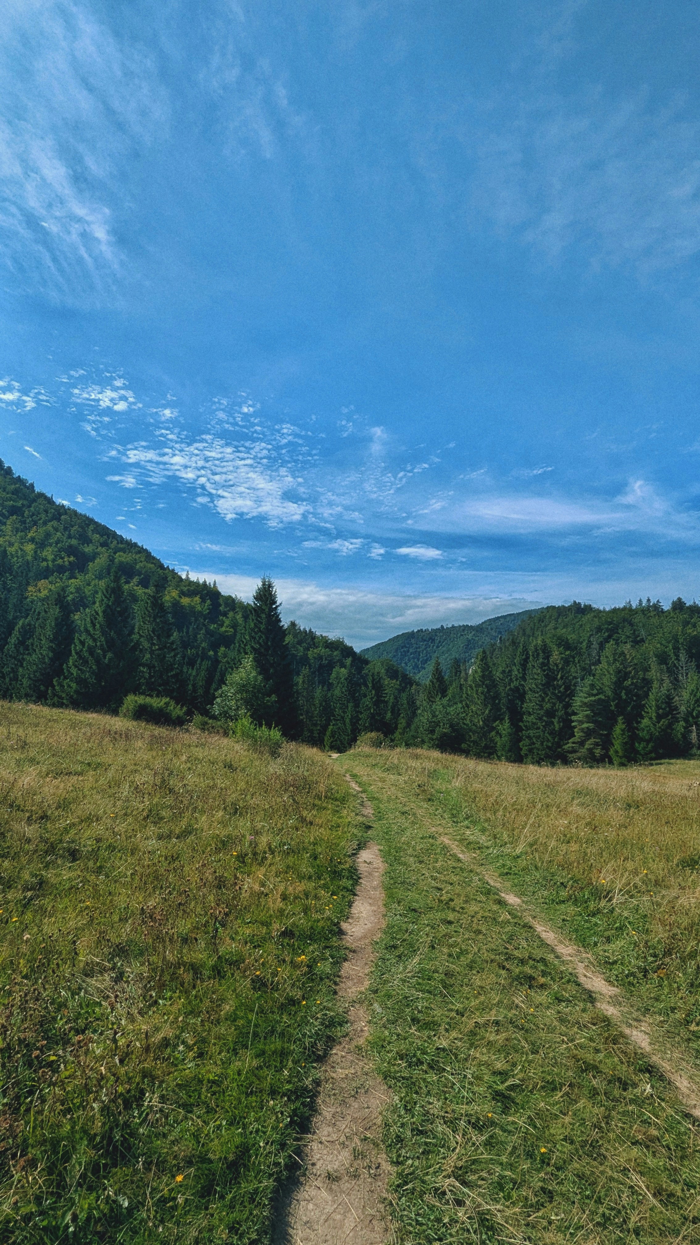 Pathway Through Nature's Embrace