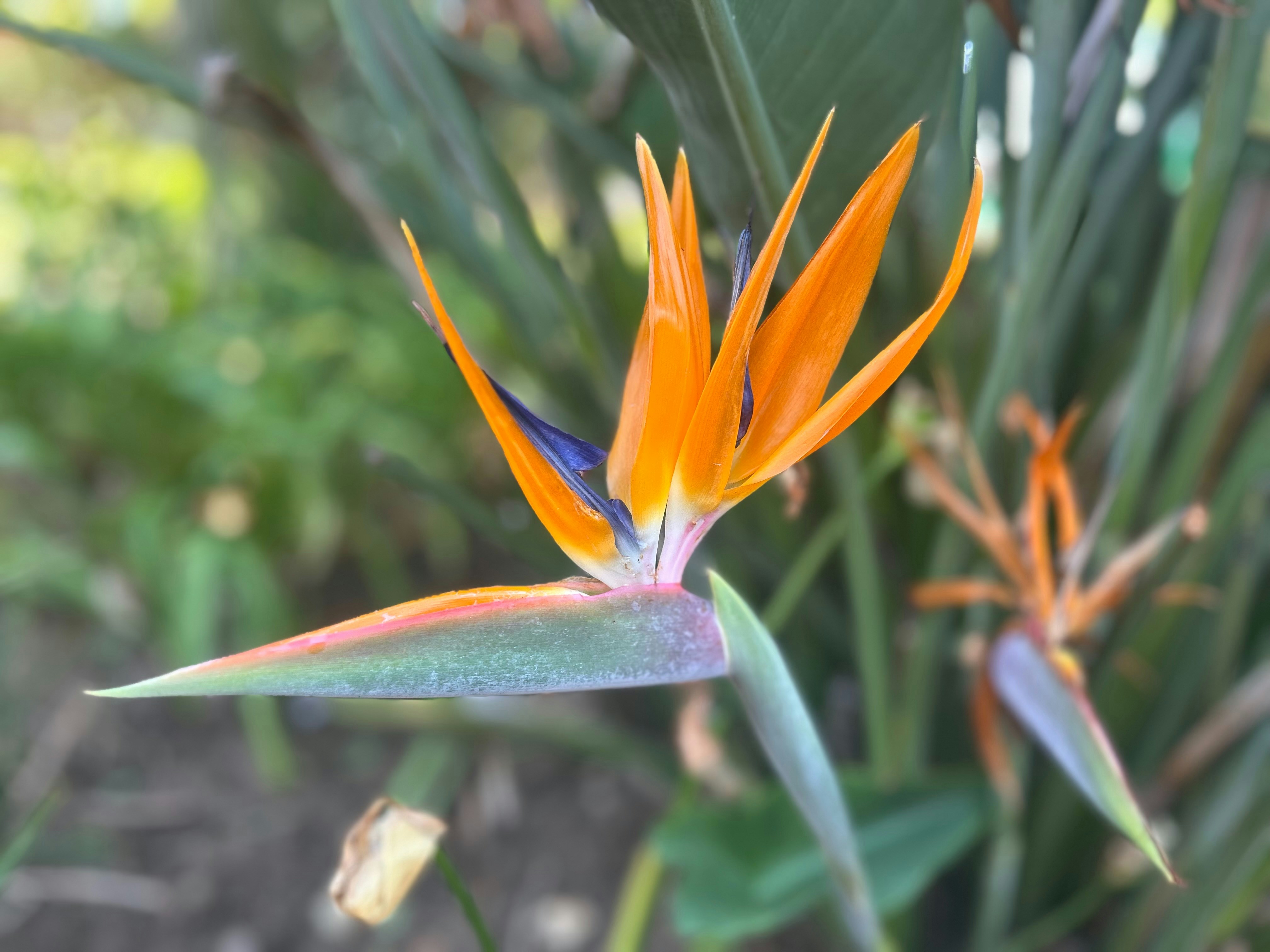 Vibrant orange bird of paradise flower showcasing intricate petals against a lush green backdrop.