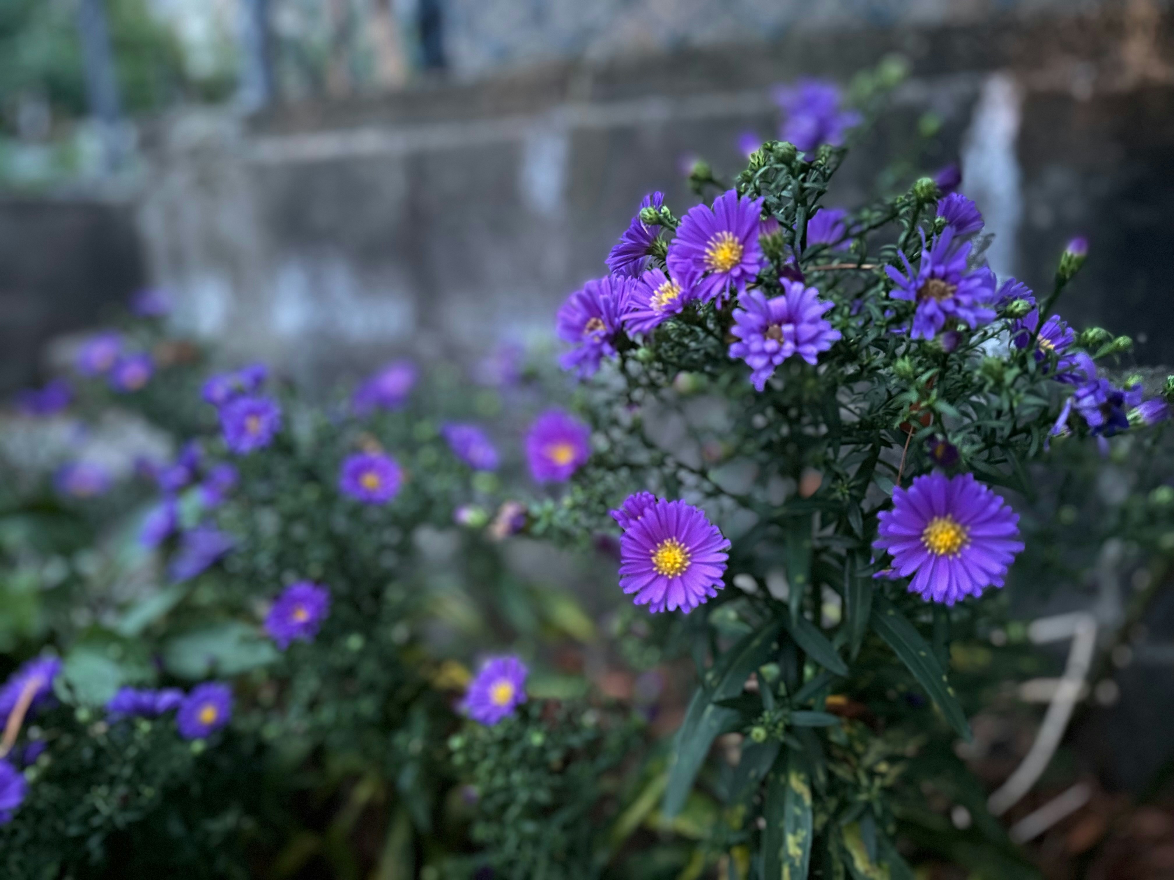 Whispers of Lavender Blooms