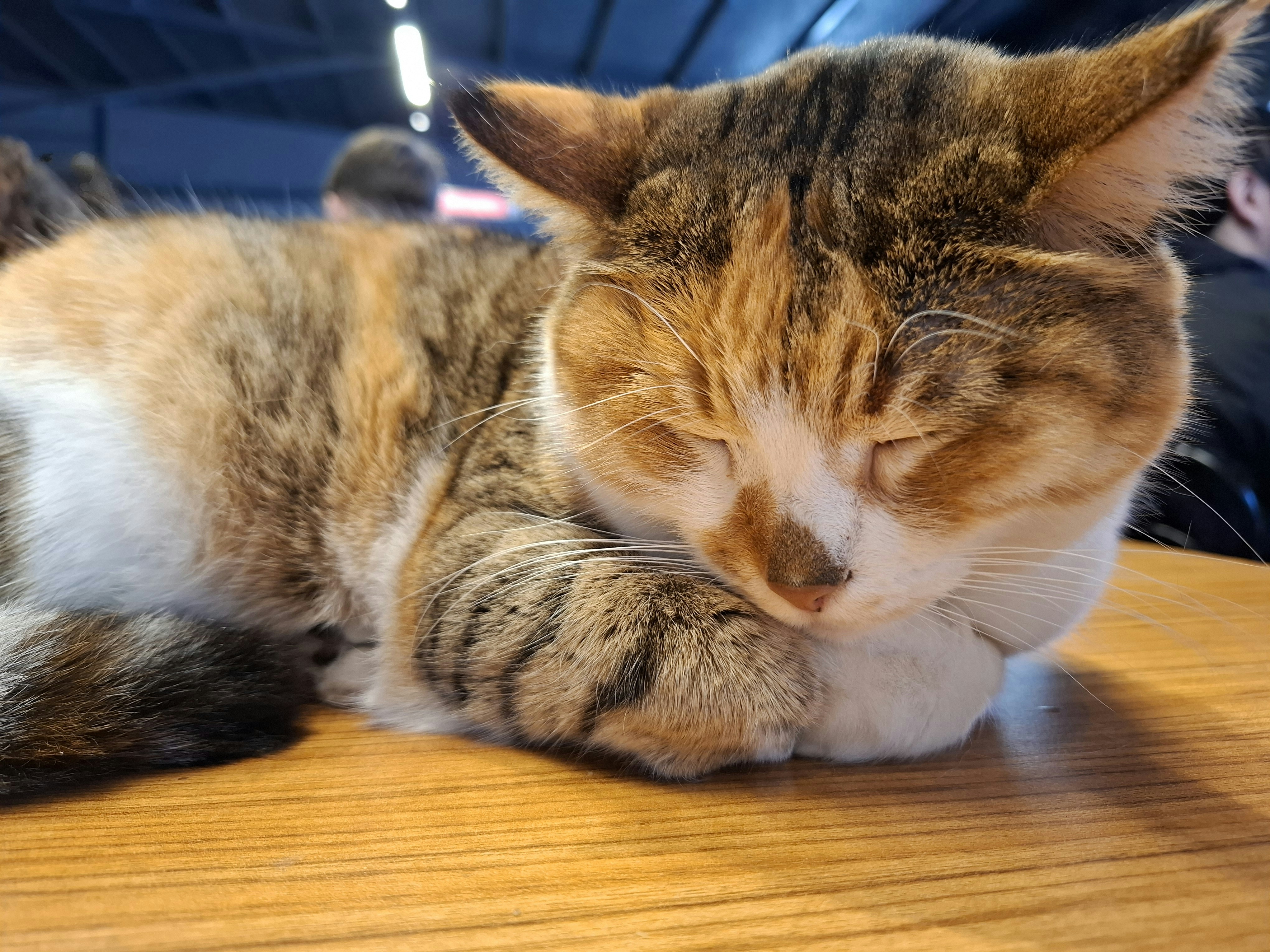A calico cat peacefully sleeping on a wooden table, showcasing its relaxed posture and soft fur.