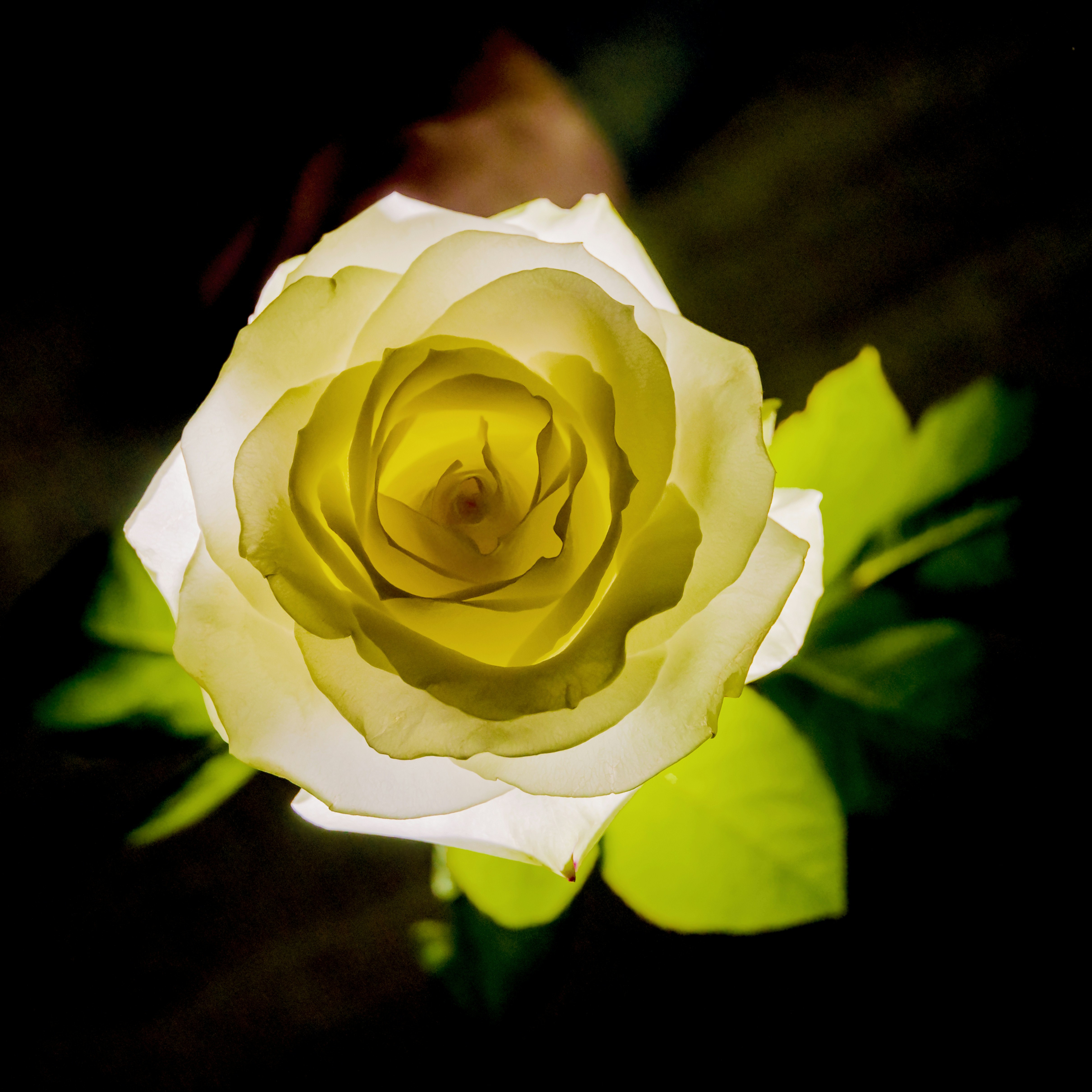A single yellow rose with green leaves