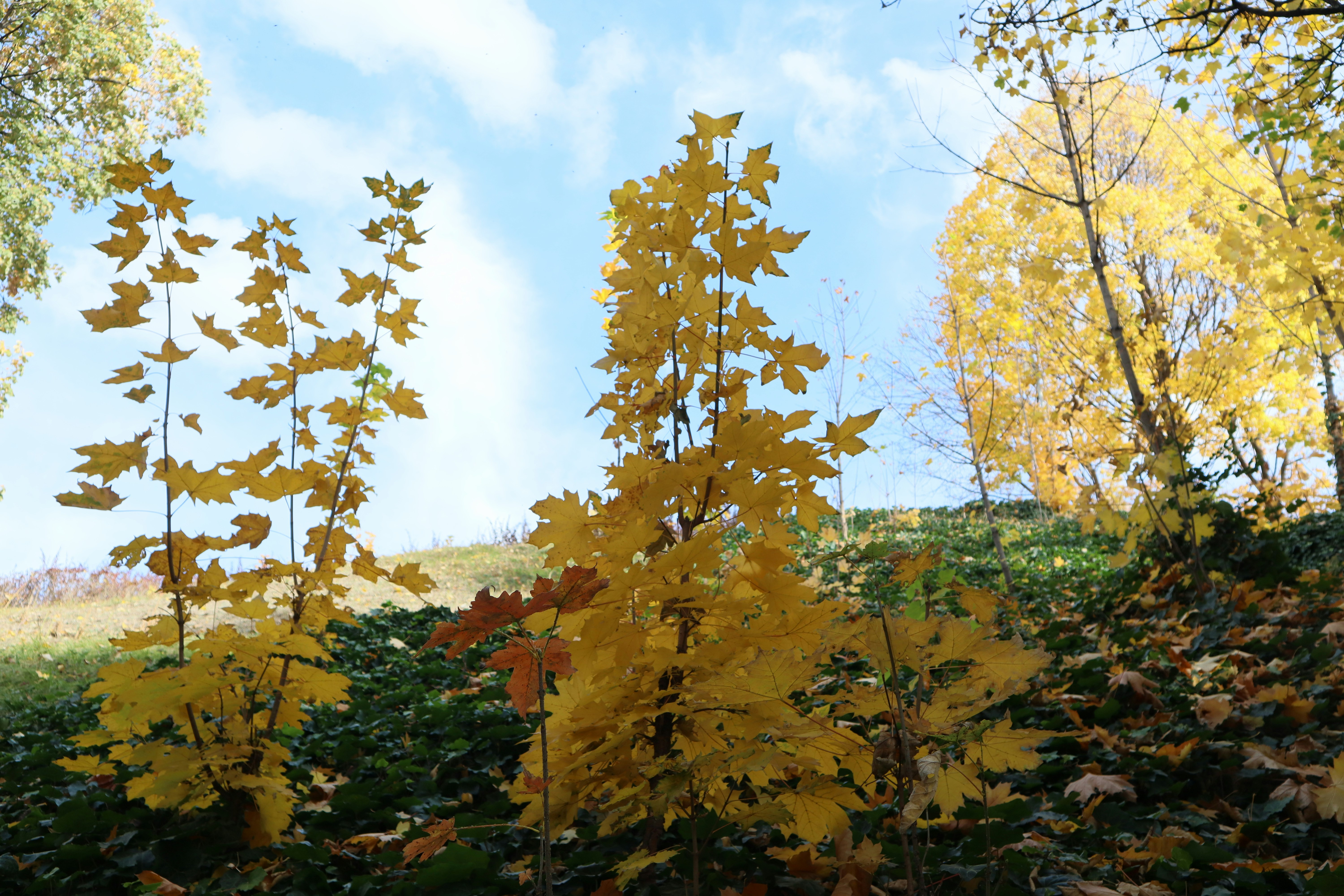 Golden Canopy on a Quiet Slope Under a Bright Sky