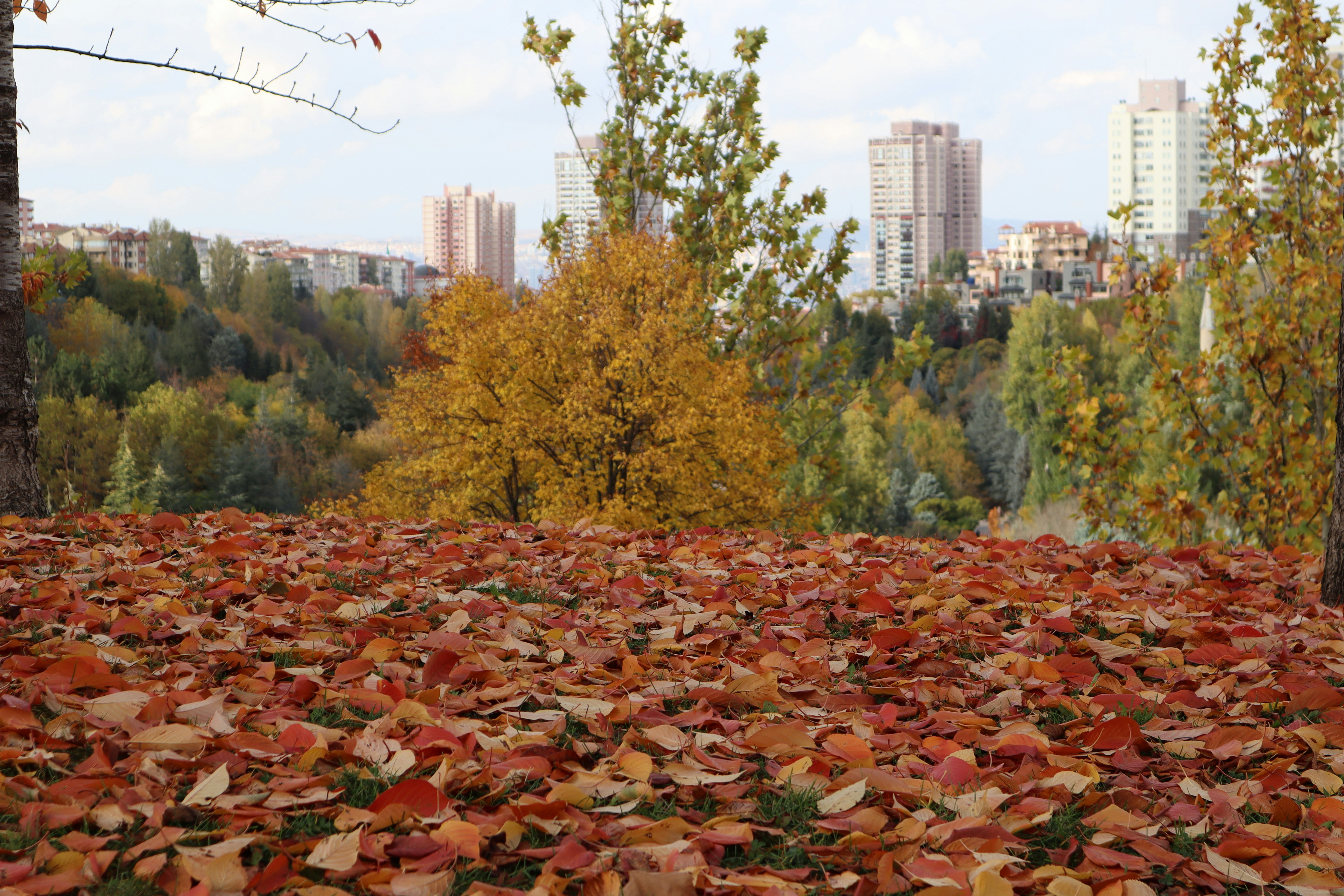 Autumn Carpet Beneath a Quiet City Skyline