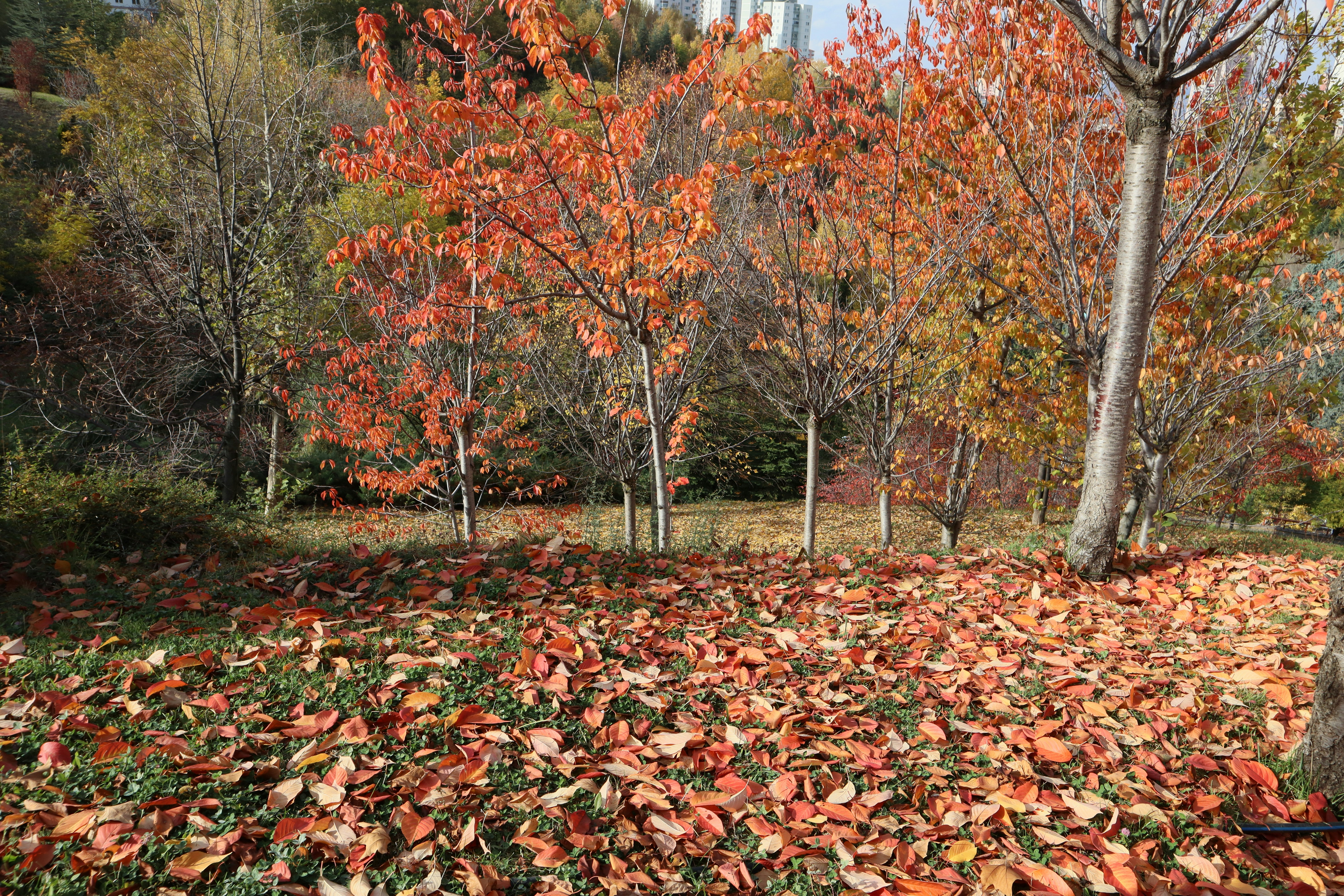 Photo by ekrem osmanoglu with Canon EOS M50 Mark II