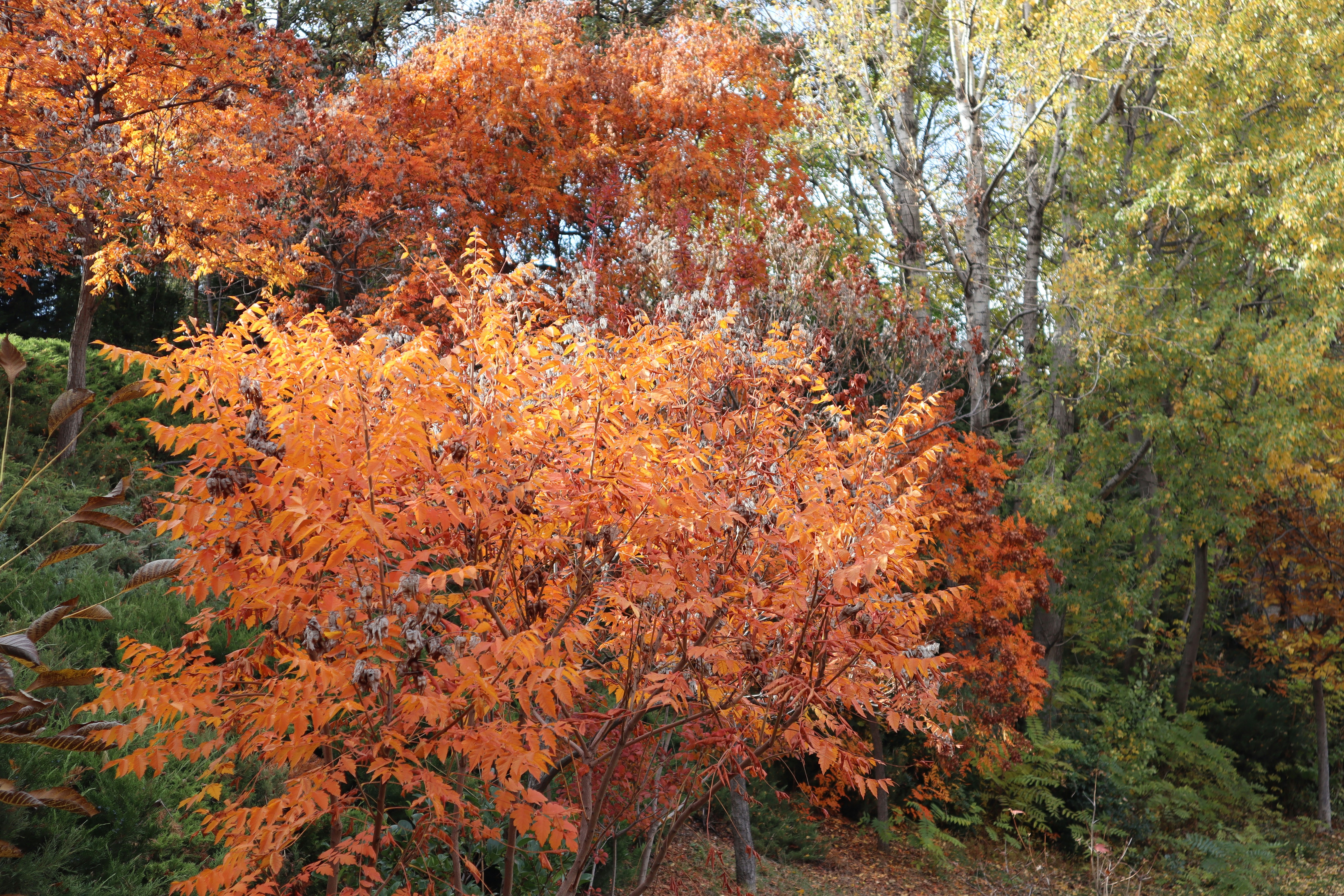 Autumn's Fiery Palette