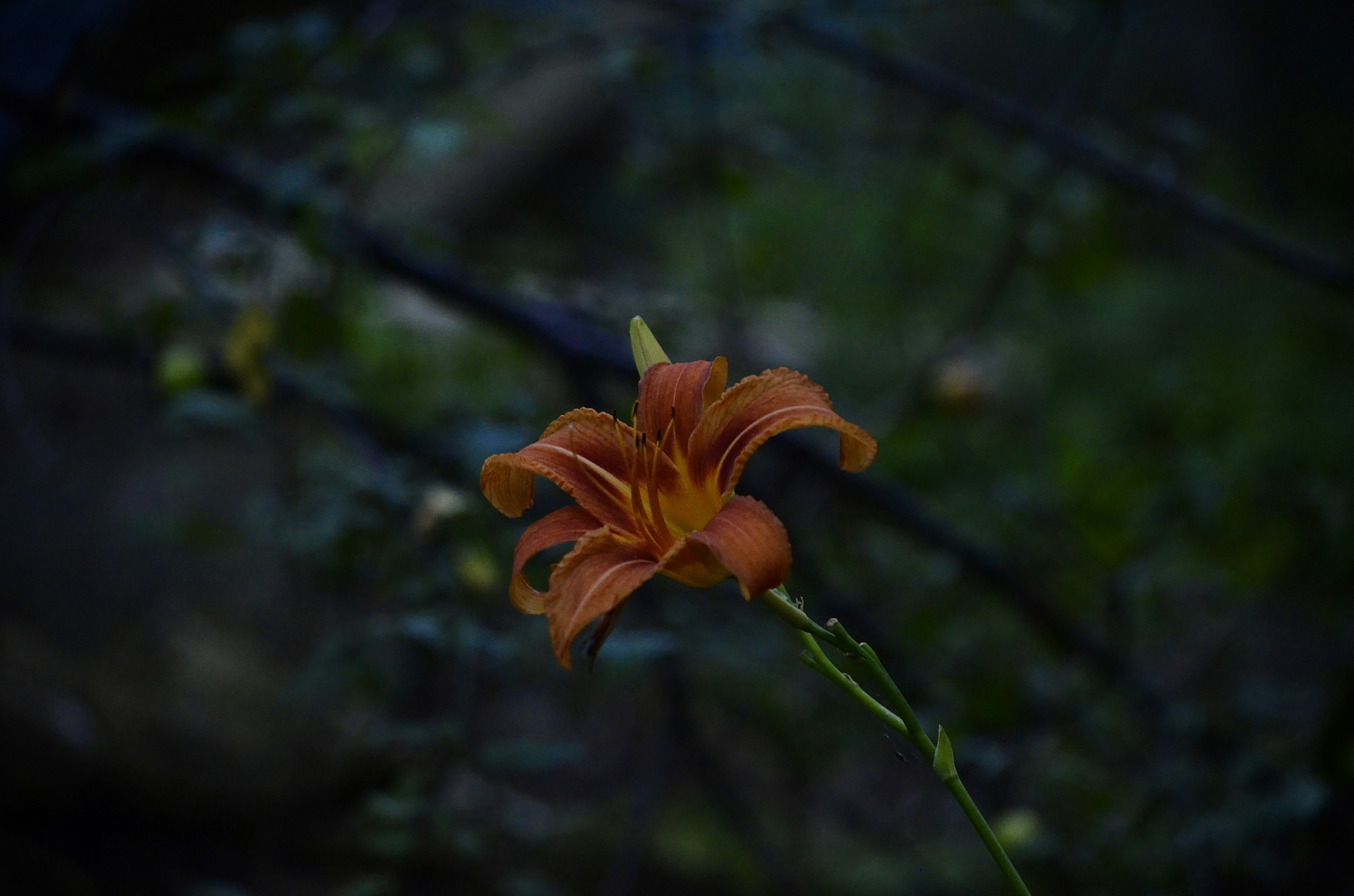 Ember Blossom in the Shadows