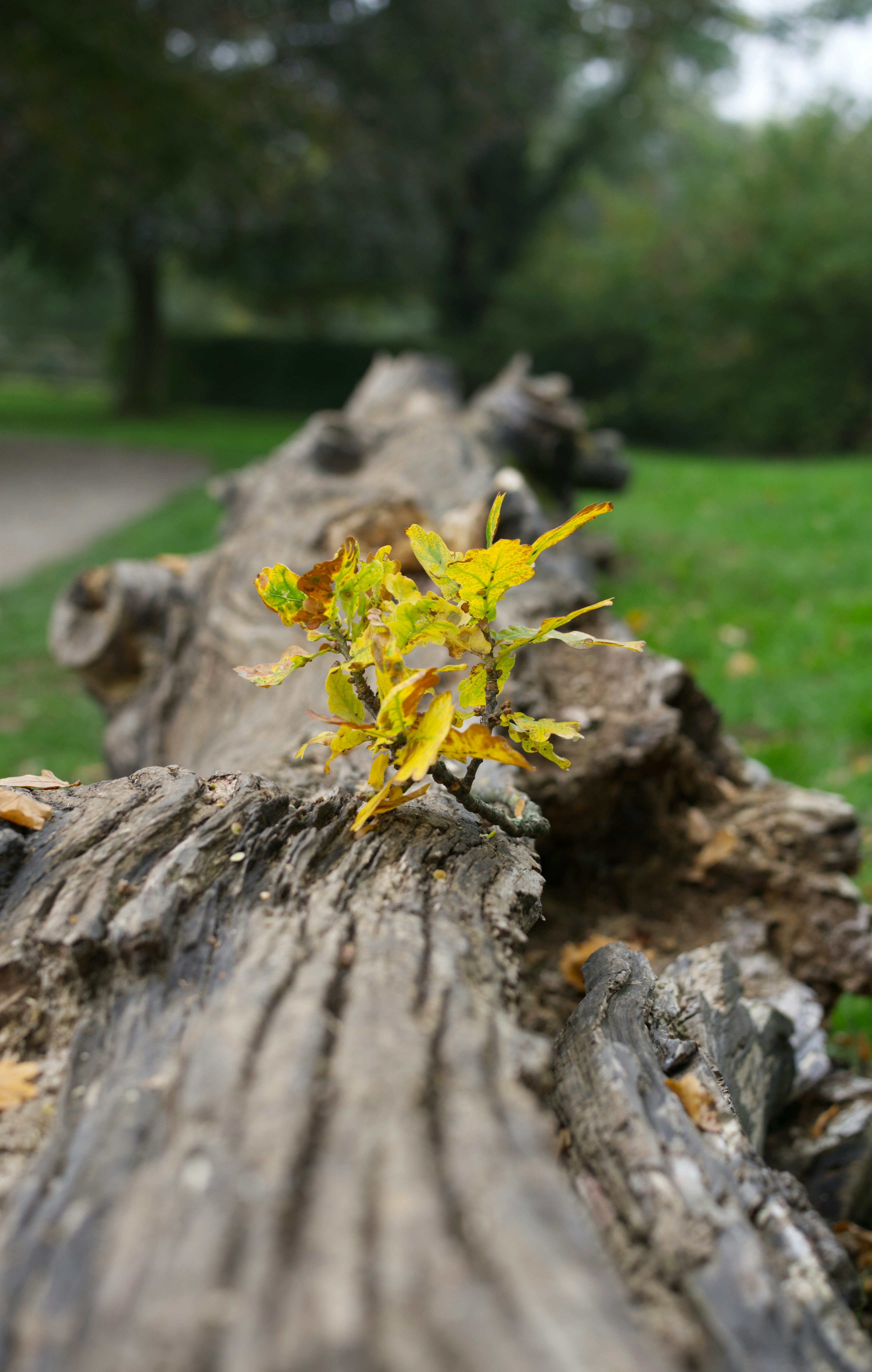 Resilience Amidst Decay
