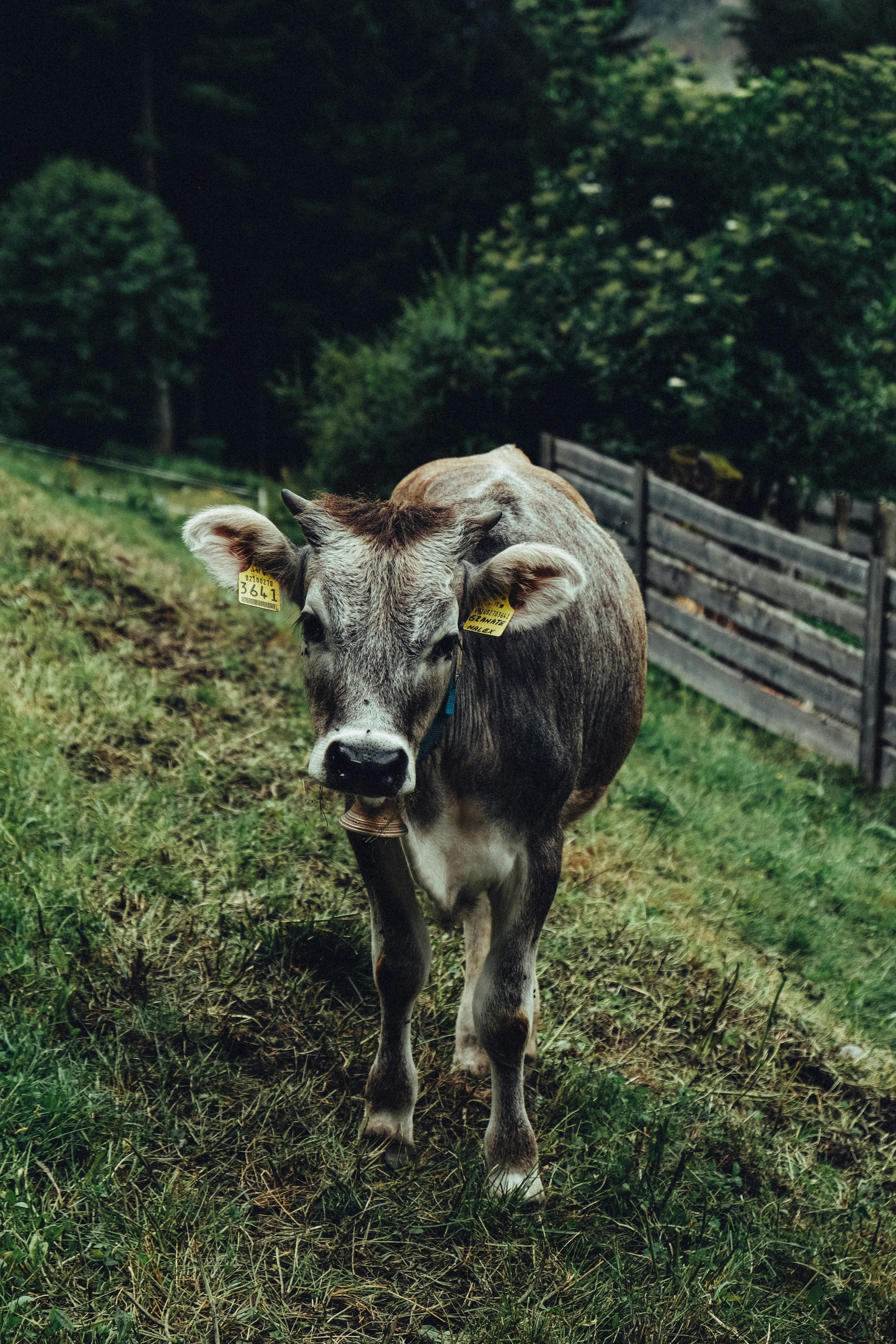 Curious Calf in the Meadow