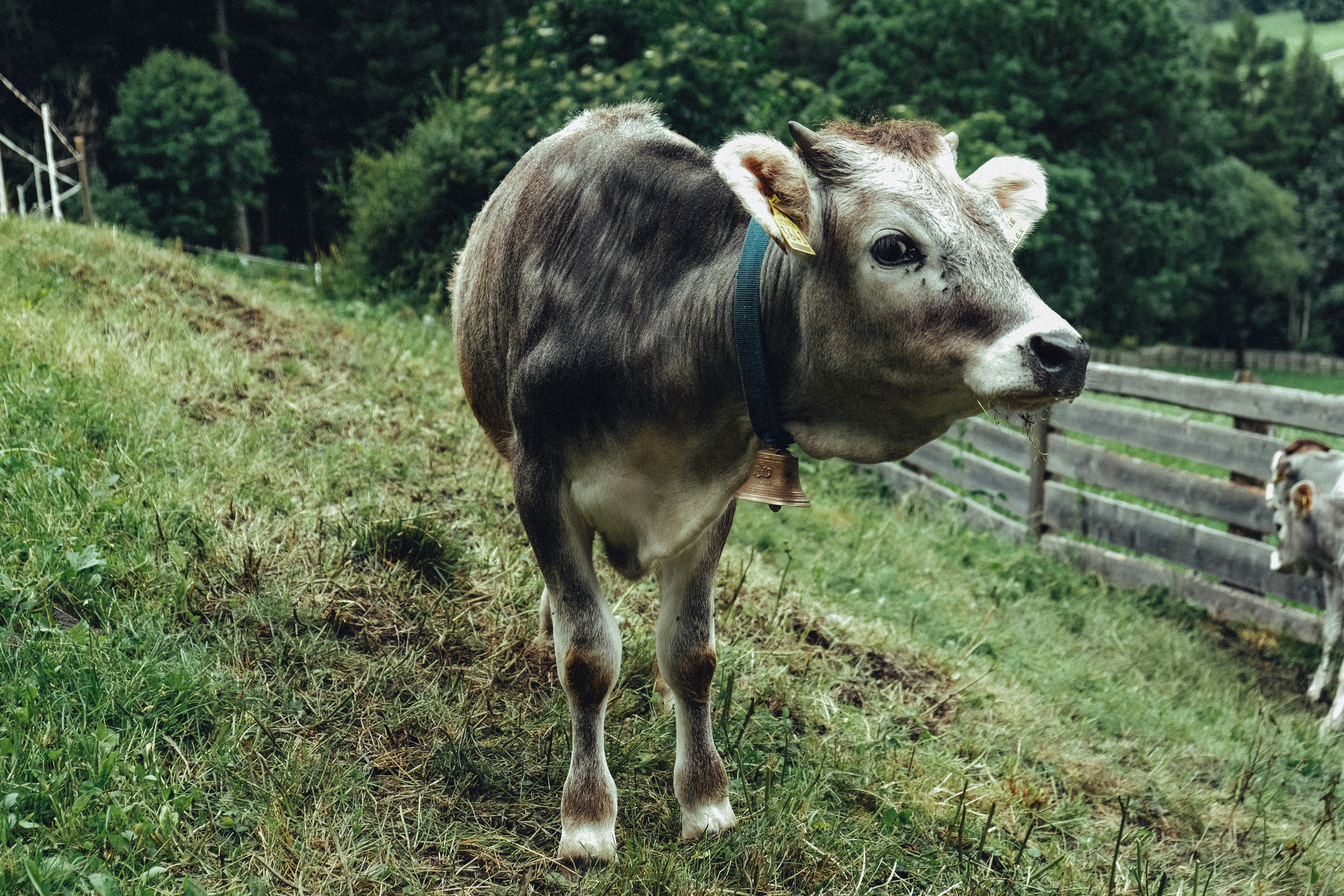 Pasture Portrait: A Curious Cow on a Sloped Meadow