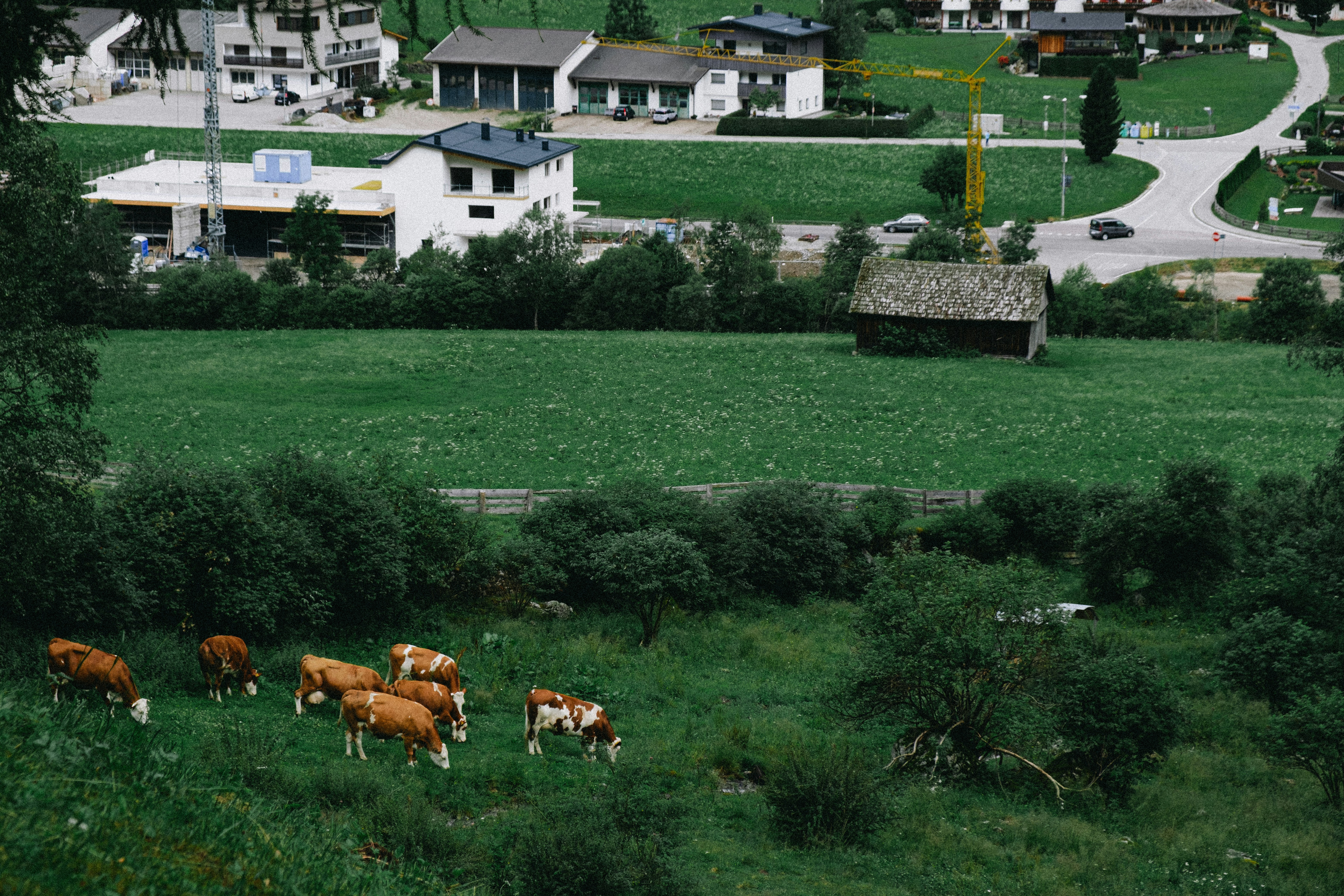 Verdant Verge: Cattle Grazing Beneath a Tranquil Alpine Village