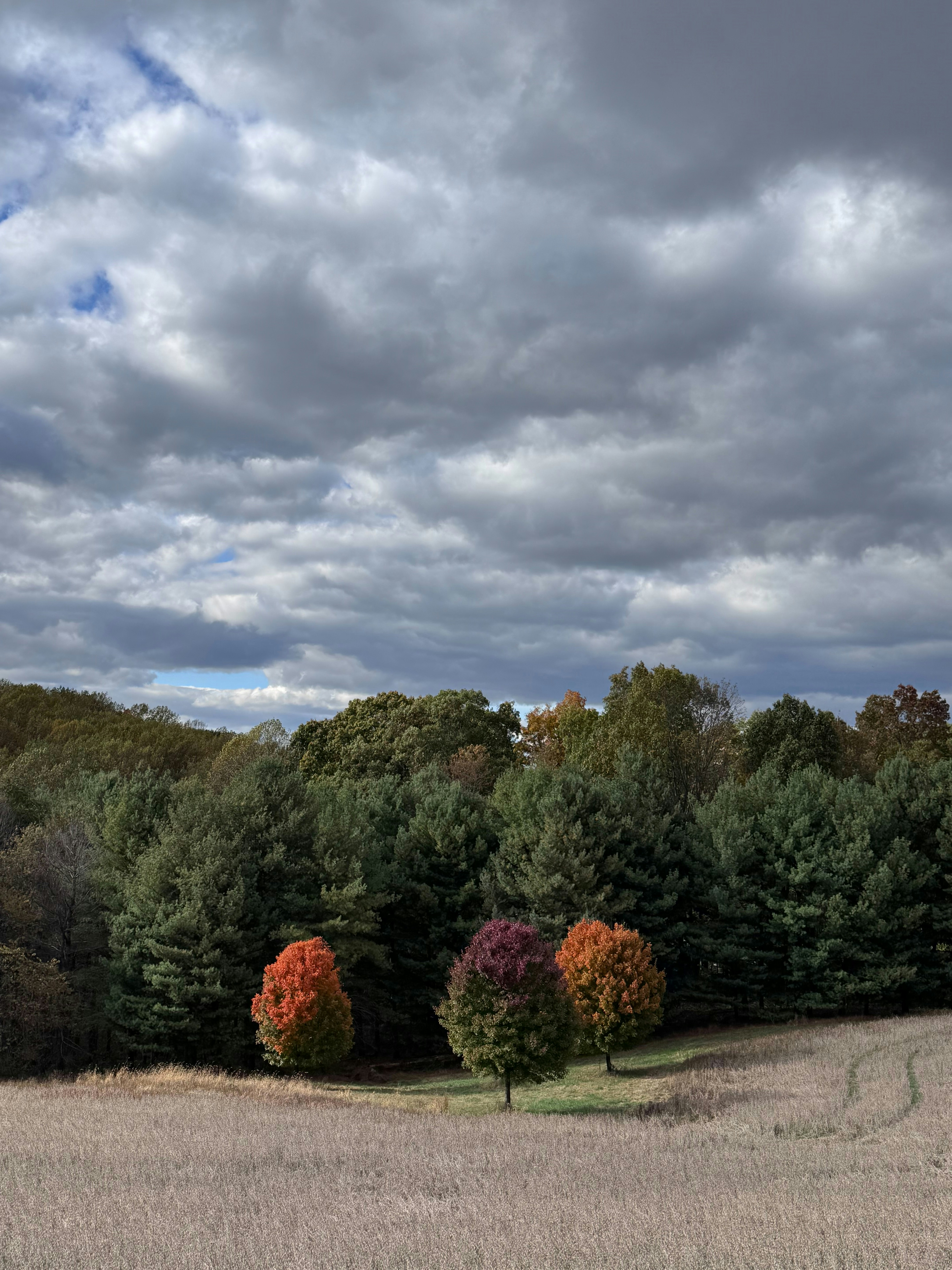 Autumn Orchard Edge Under Dramatic Skies