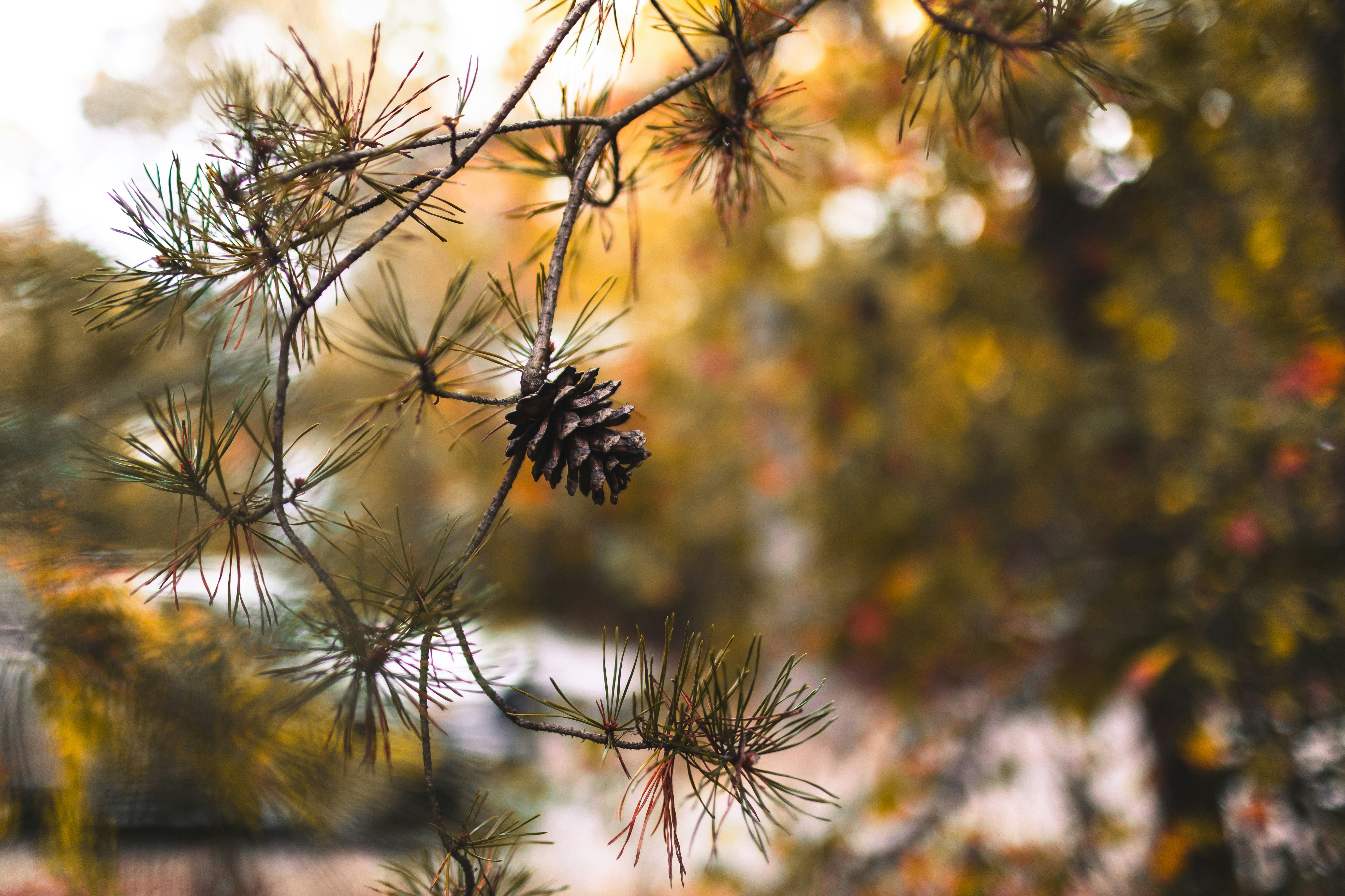 Whispers of Autumn: The Pinecone's Tale