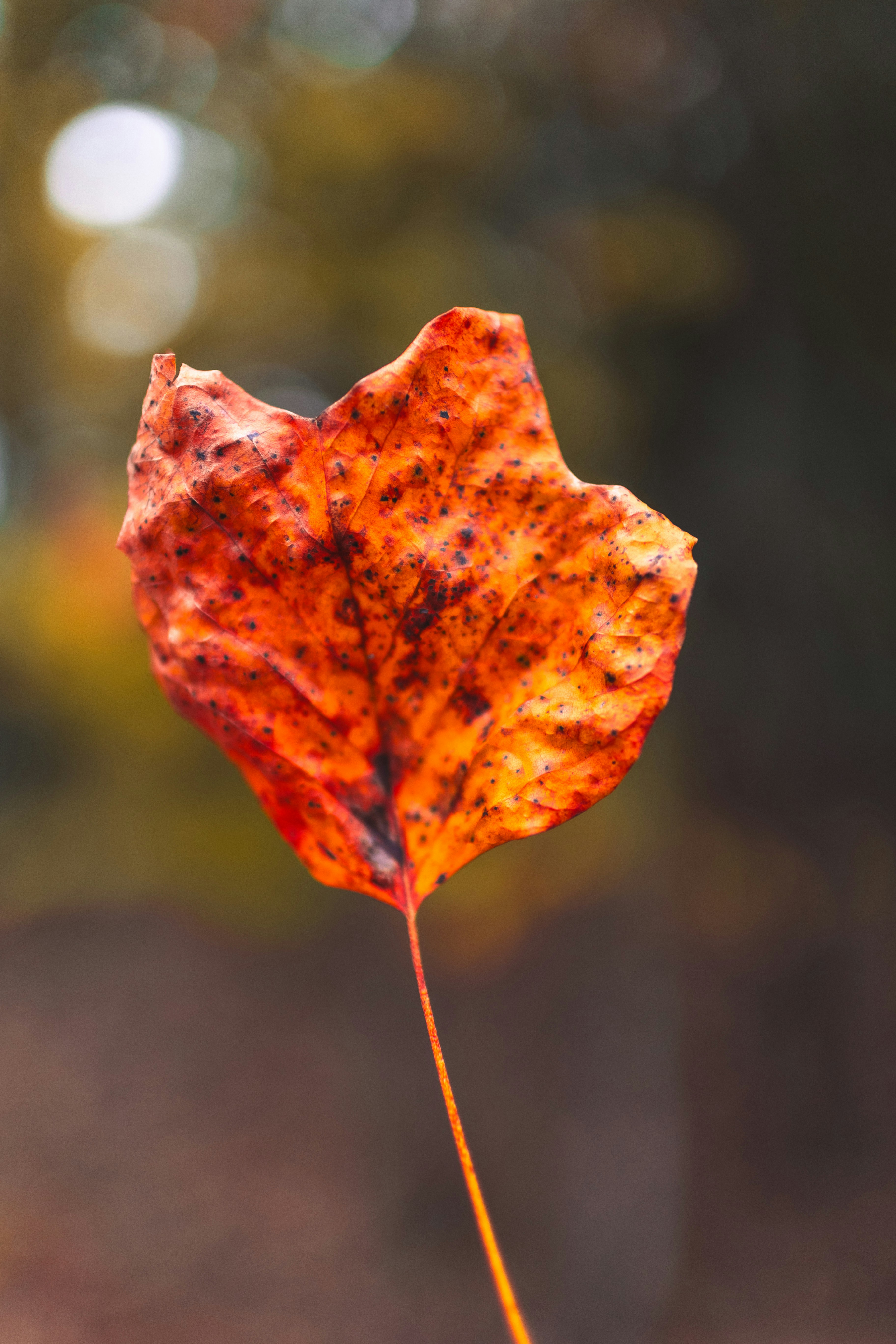 Autumn's Final Whisper