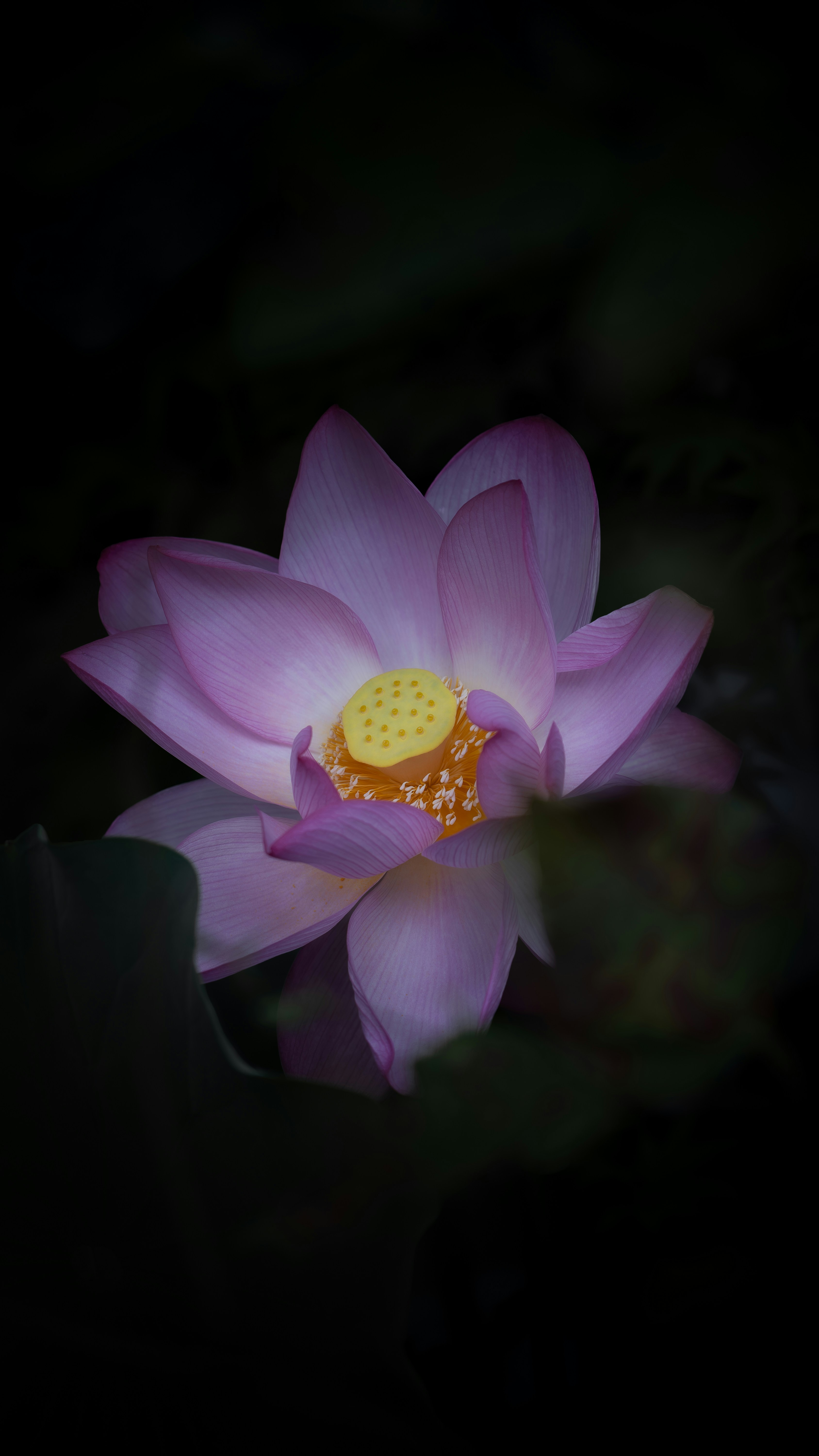Whispers of Serenity: The Lotus Blossom