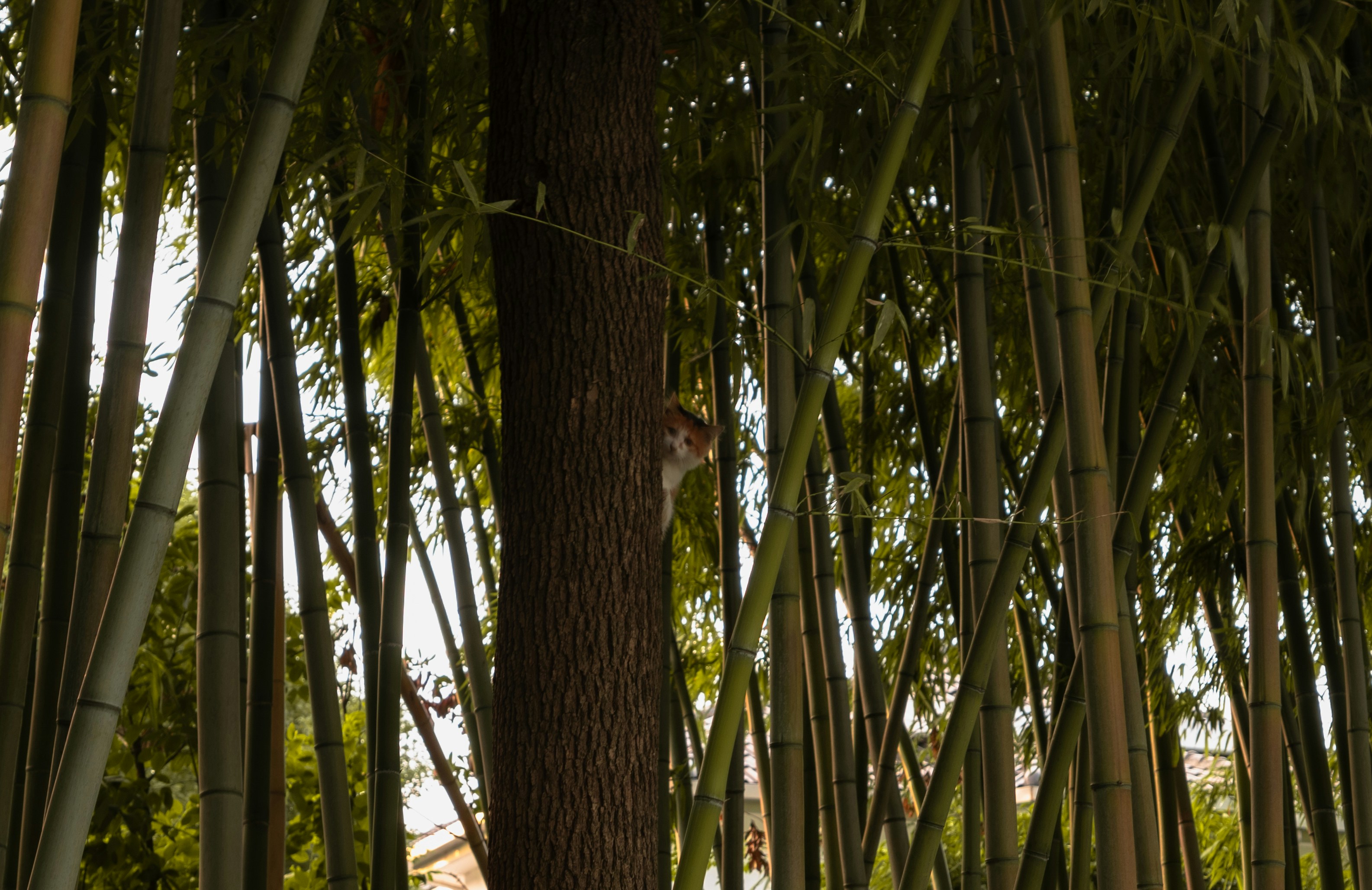 A Quiet Bird Anchored in a Bamboo Cathedral