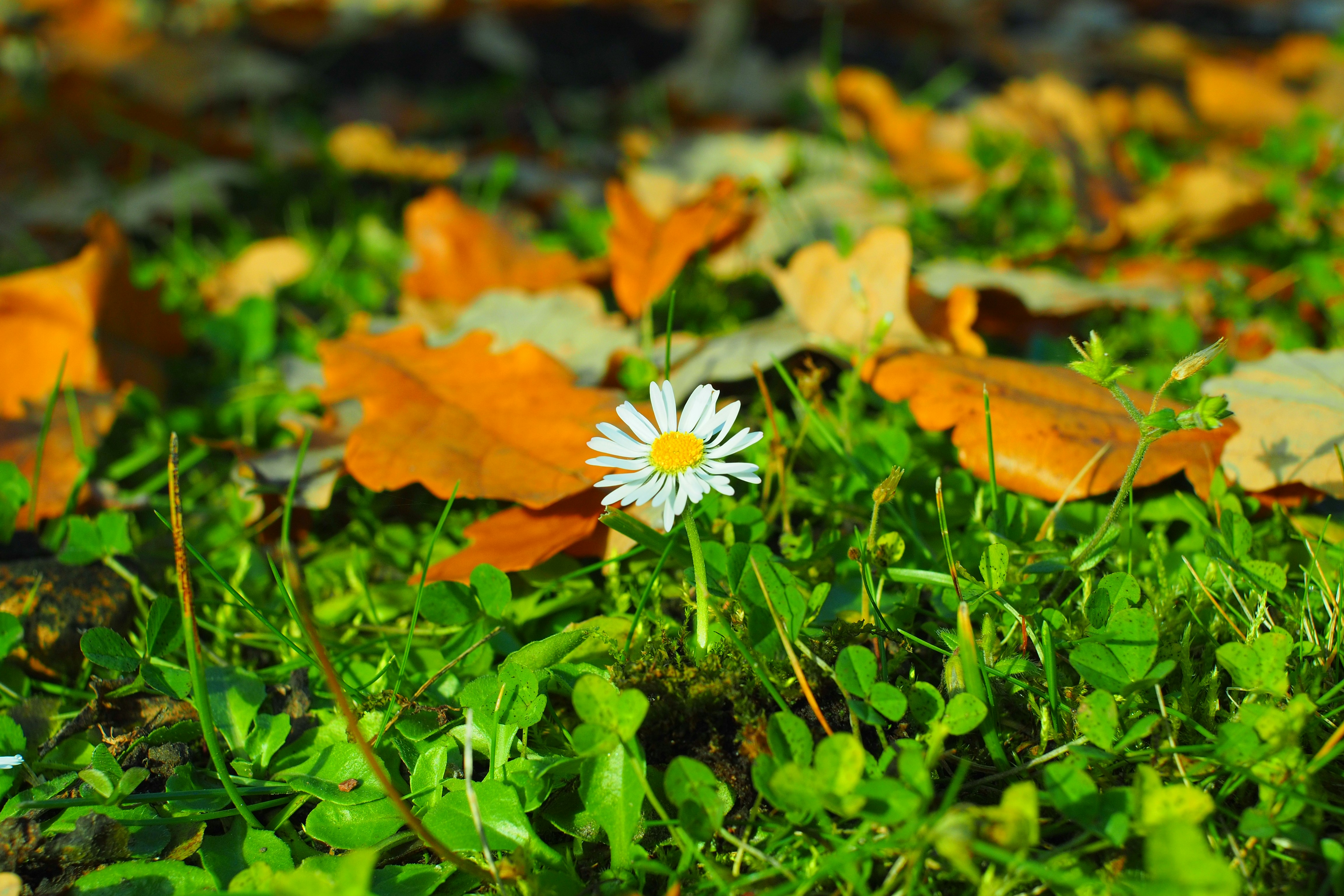 Resilience Amidst Autumn's Embrace