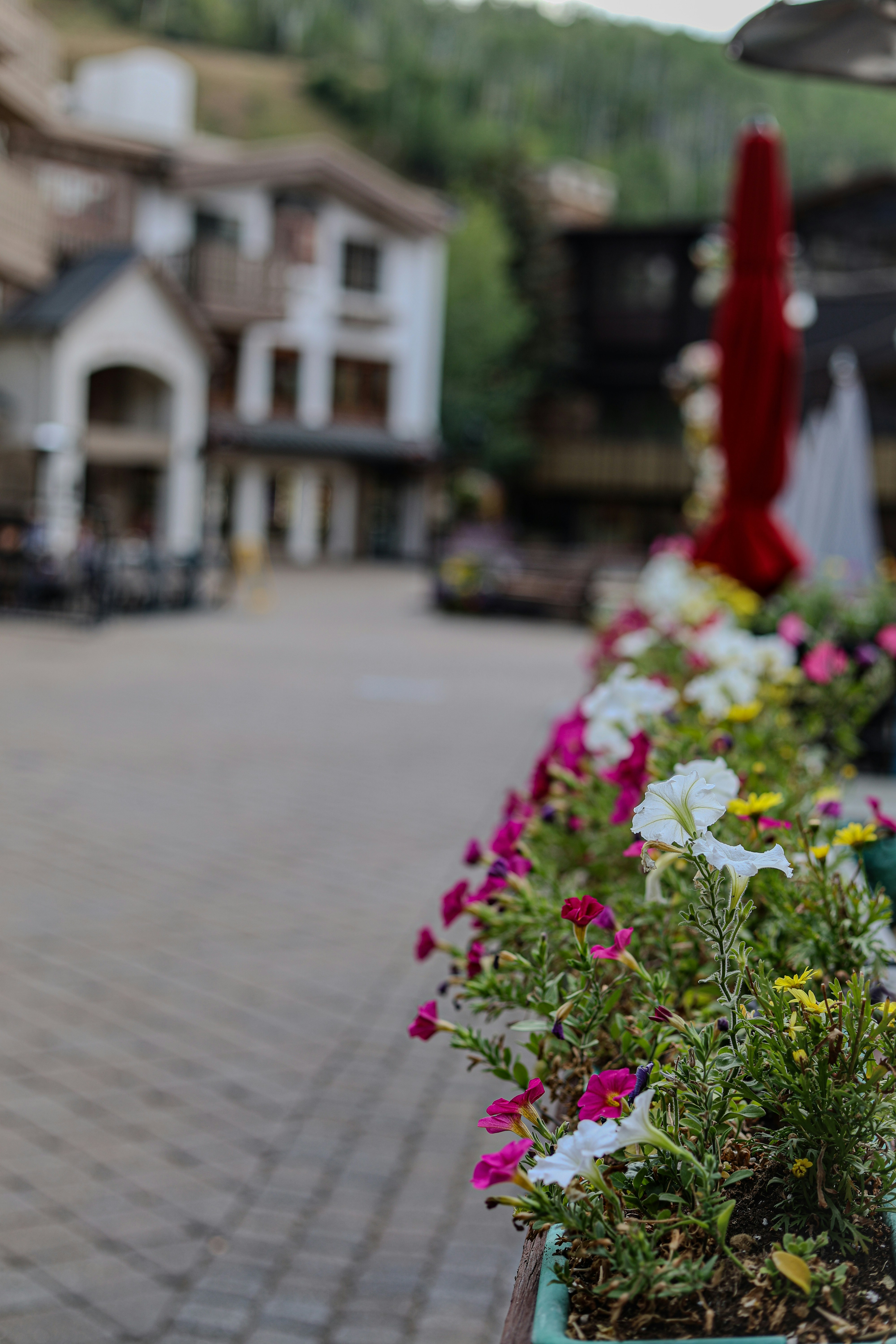 Colorful flowers bloom in front of buildings photo – Free Flowers Image ...