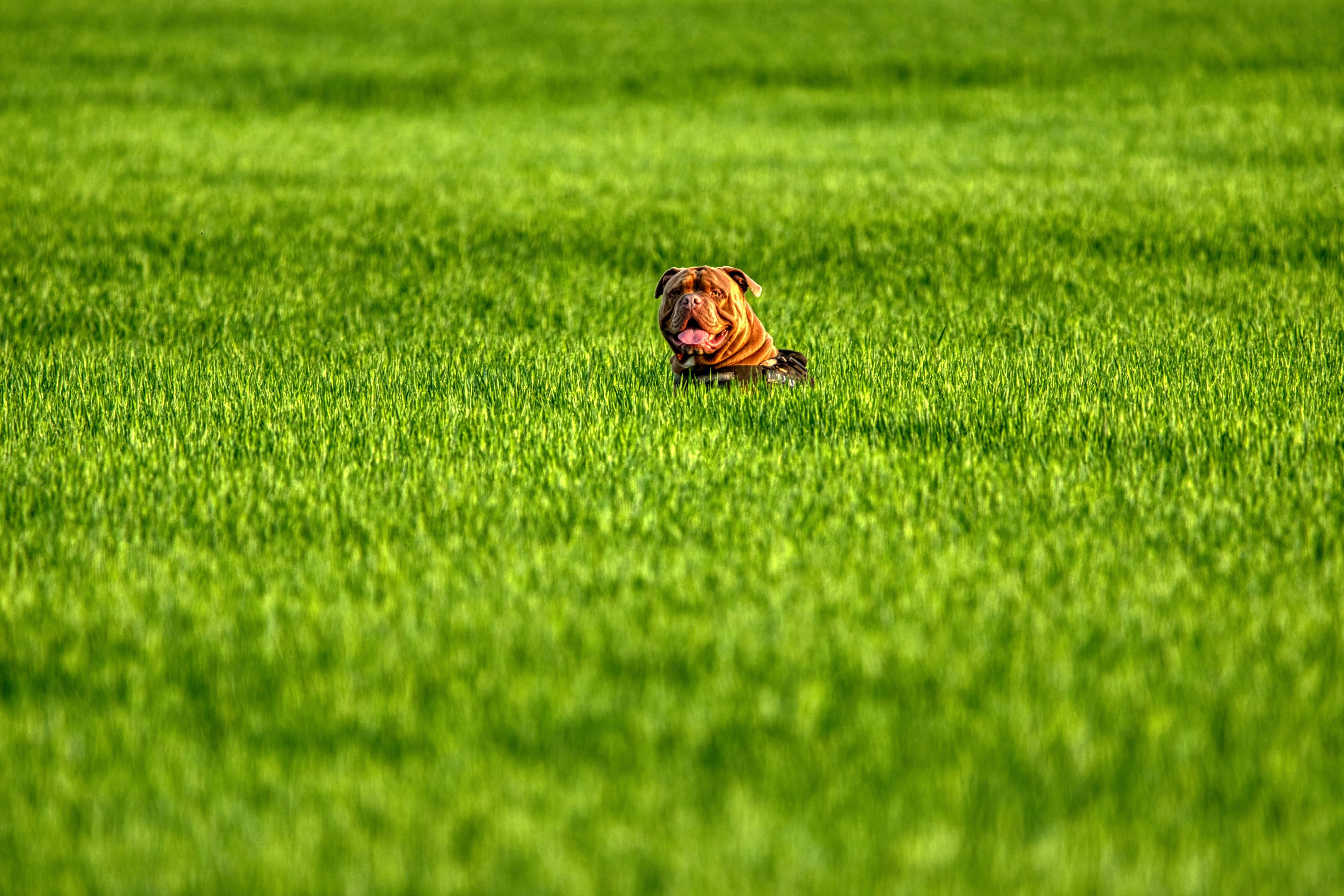 A Canine Oasis Amidst Lush Greenery