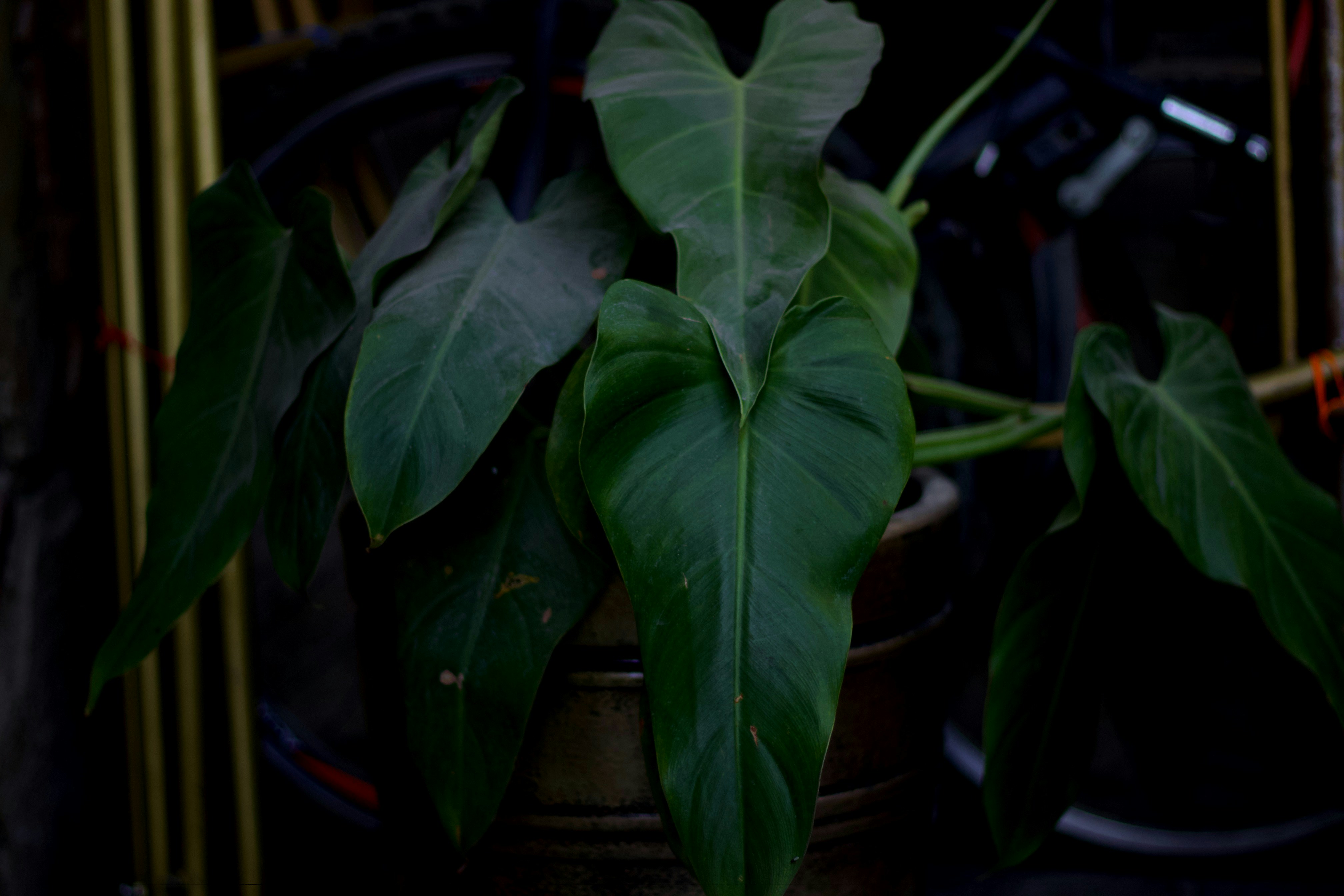 A beautiful maseta elephant leaves. | Large green leaves of a potted houseplant.