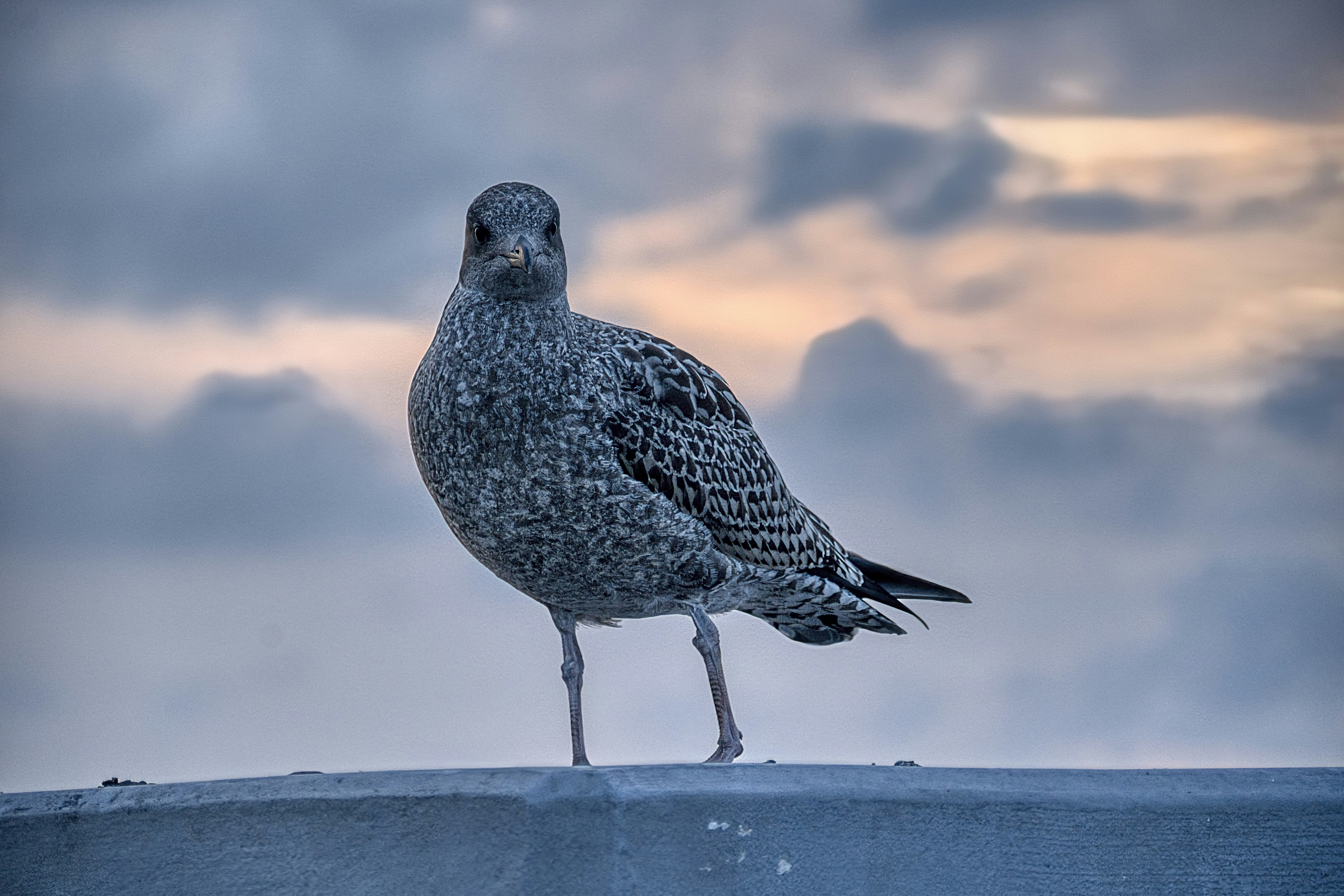 A seagull perched confidently on a ledge, silhouetted against a dramatic twilight sky with soft clouds. 