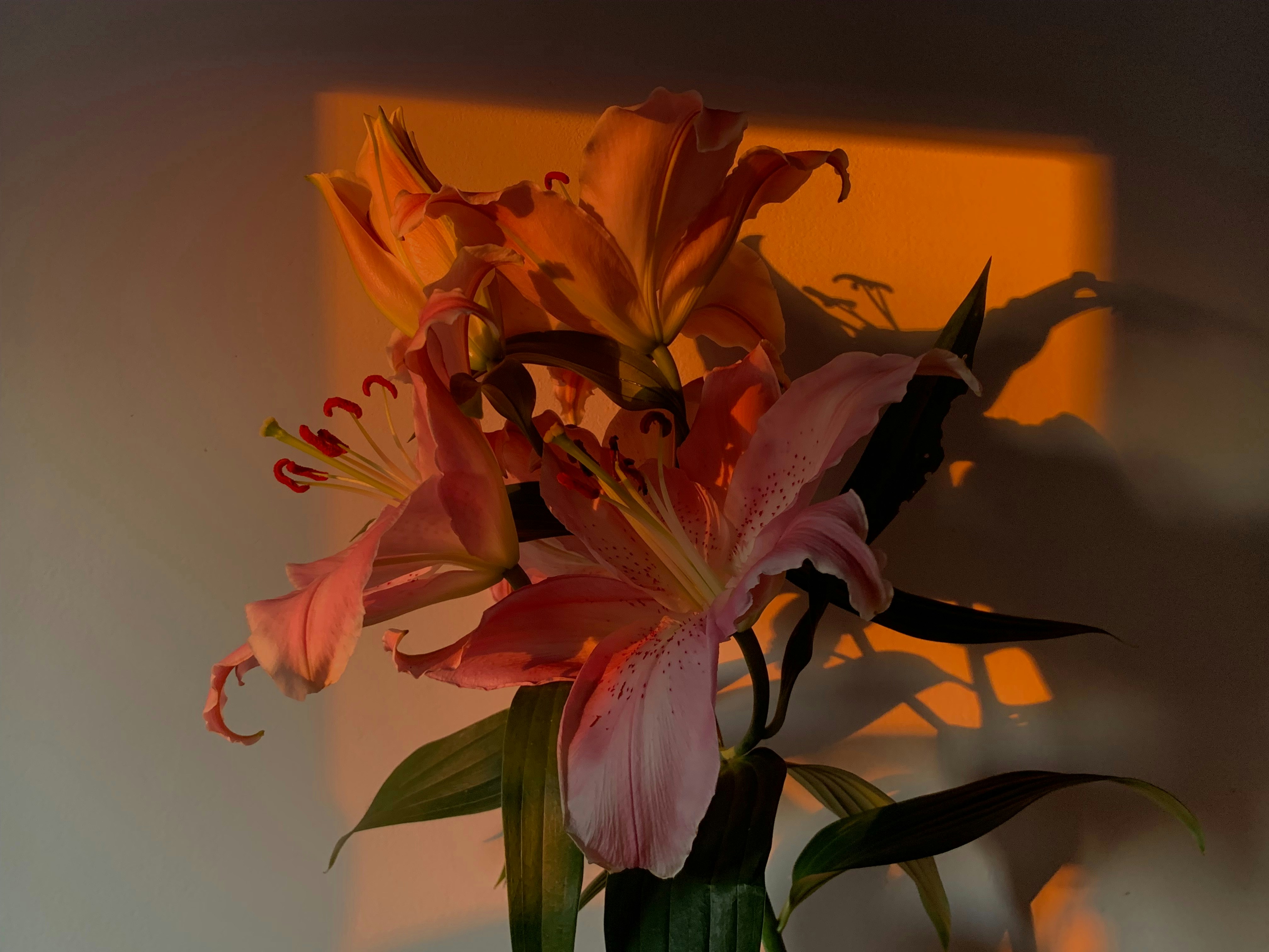 Diffused Sunset Bloom: A Pink Lily in Soft Backlight