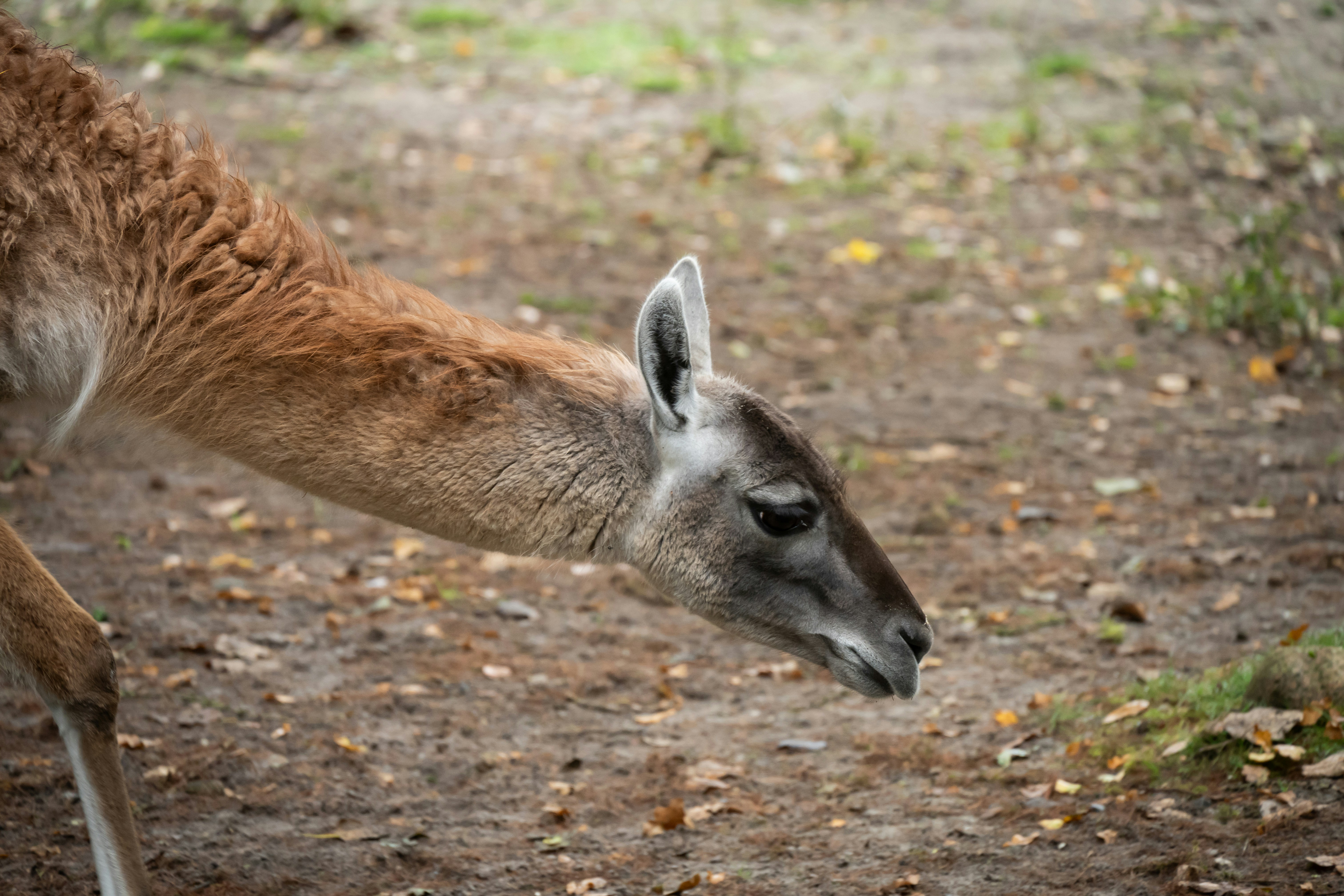 Autumn Forager: a llama-like head grazes the leaf-strewn trail