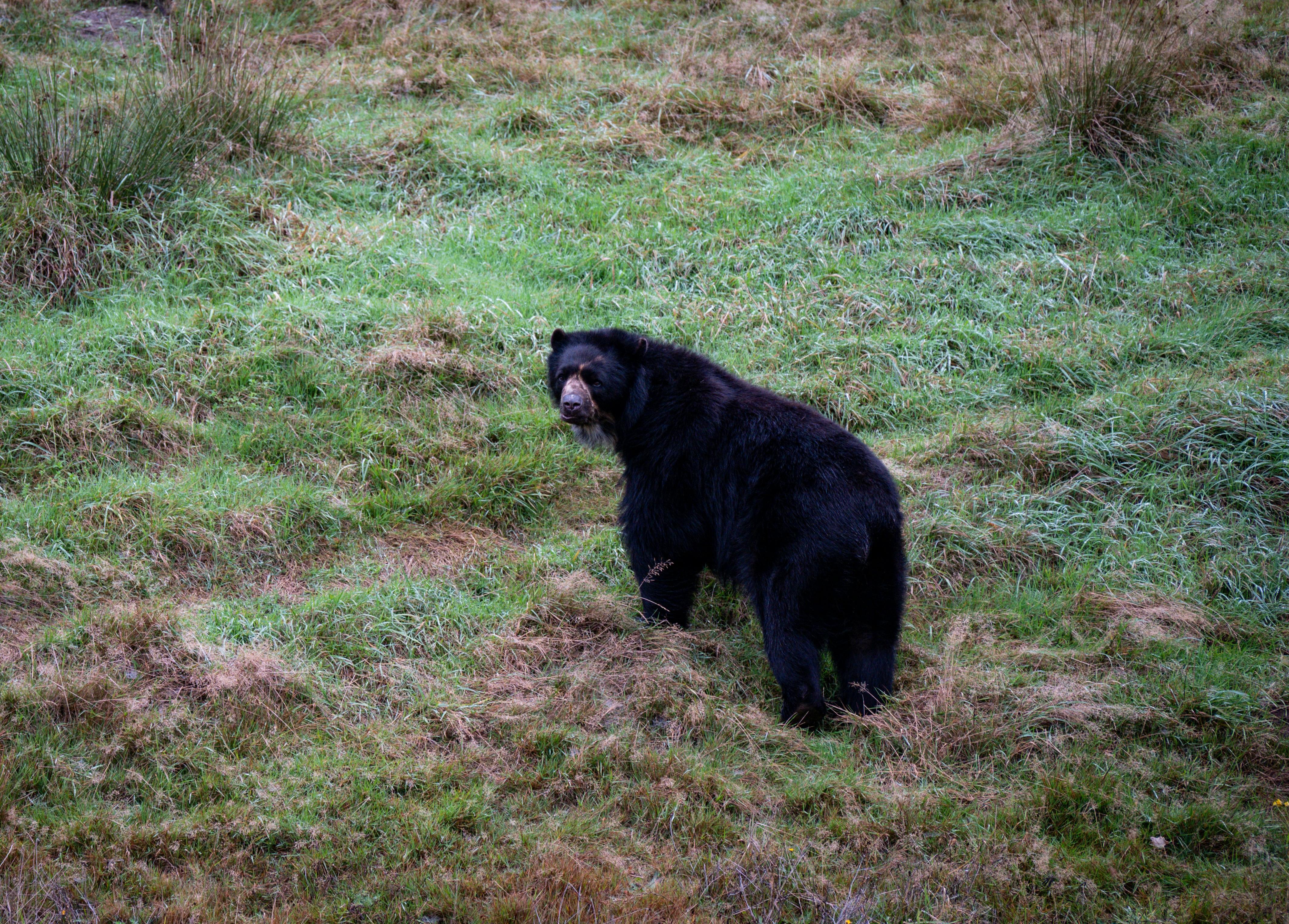 Patchwork Meadow Sentinel: Black Bear Stands Its Ground