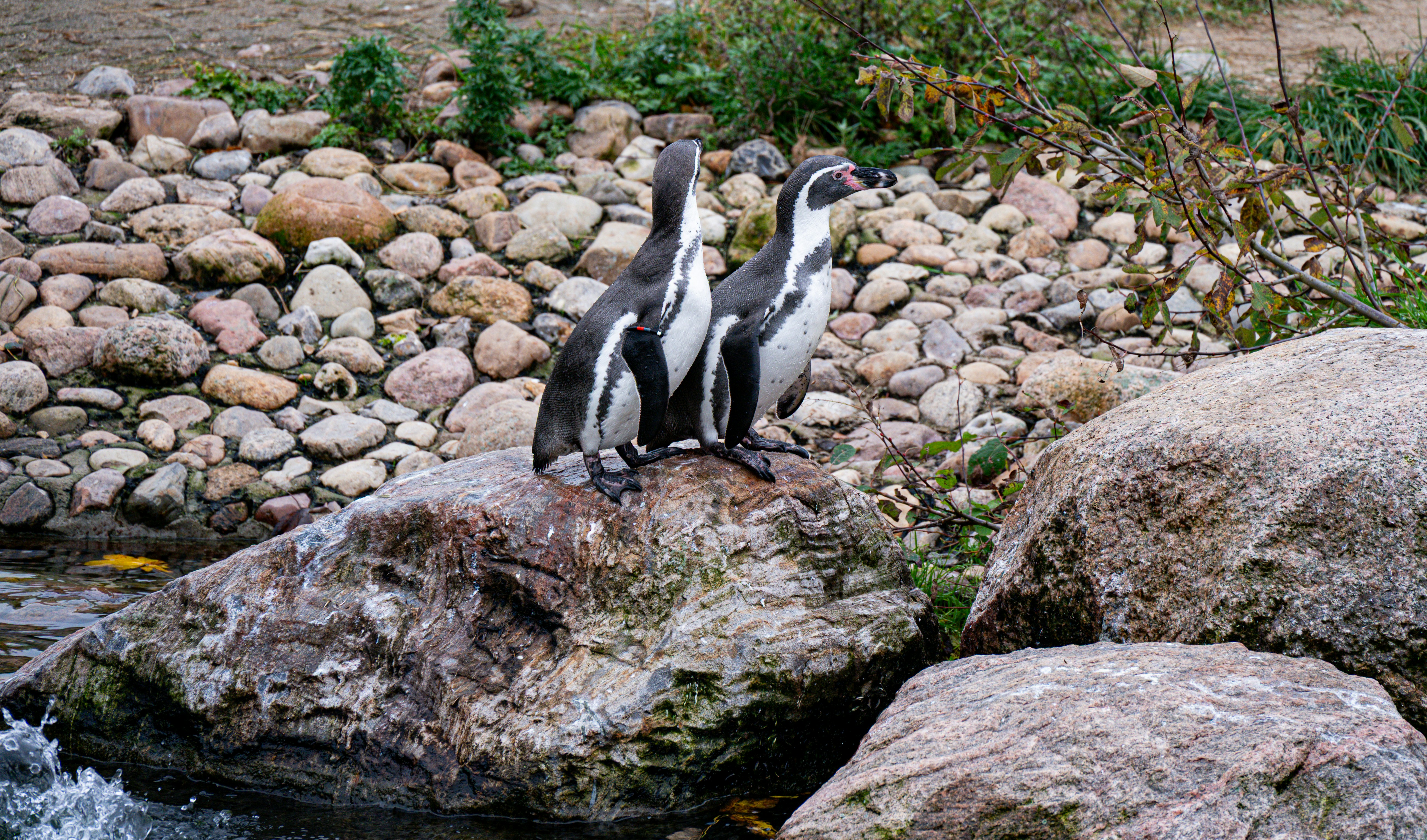 Twin Penguins Perched on Pebble Riverbank by a Quiet Stream
