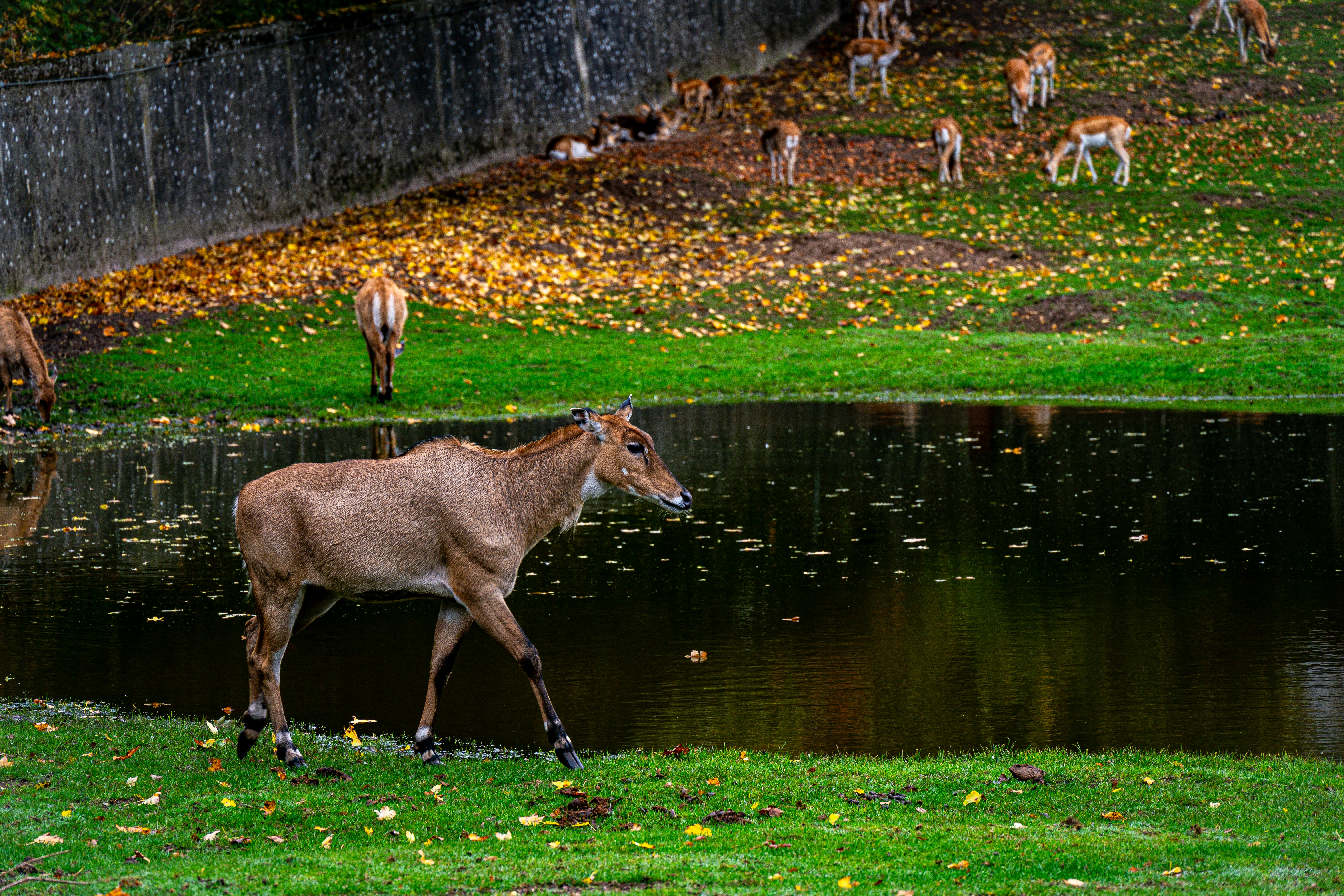 Pond-side Stroll: A lone deer threads through autumn gold