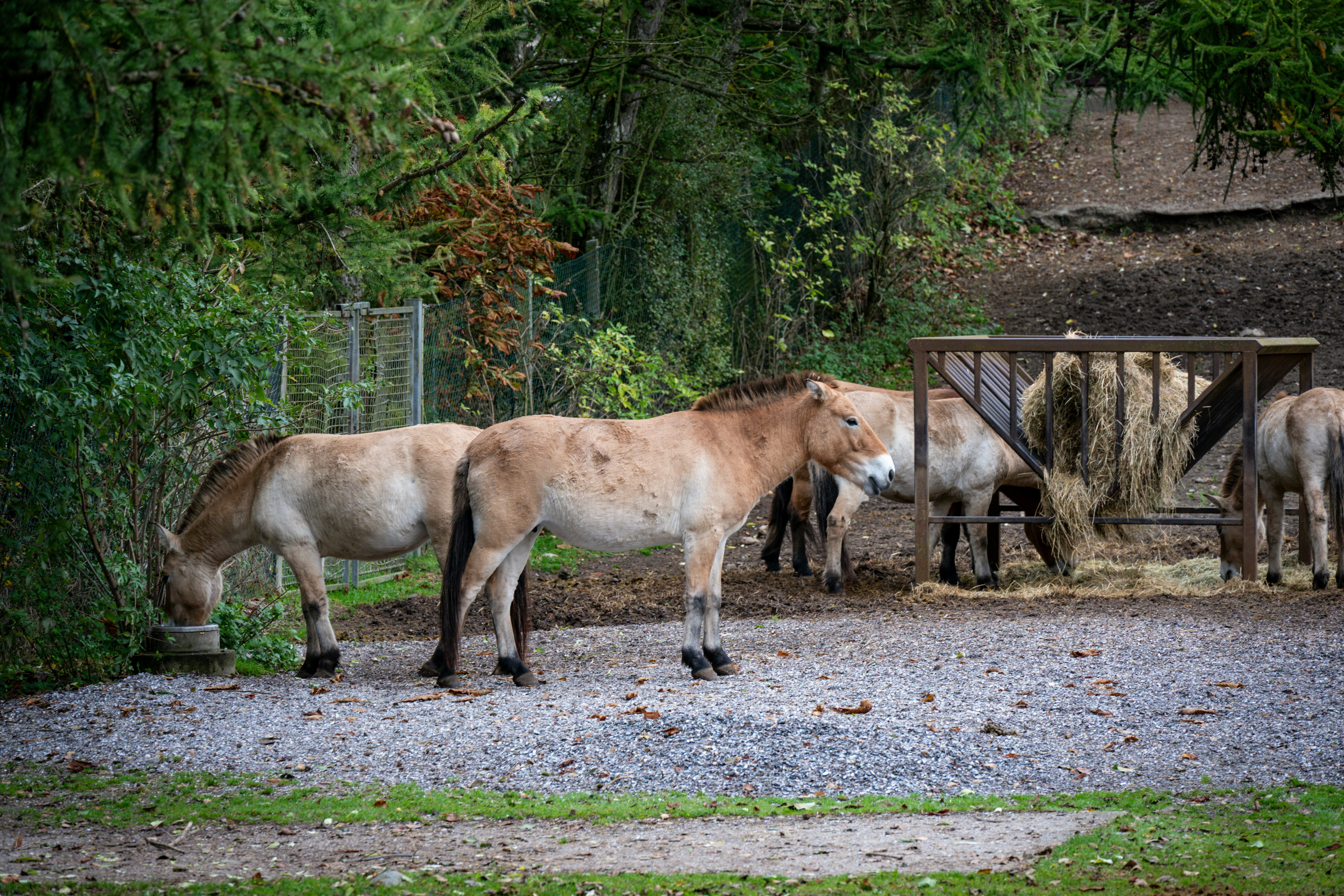 Two horses grazing near a feeding station surrounded by lush greenery. The tranquil setting highlights the harmony between the animals and their environment.