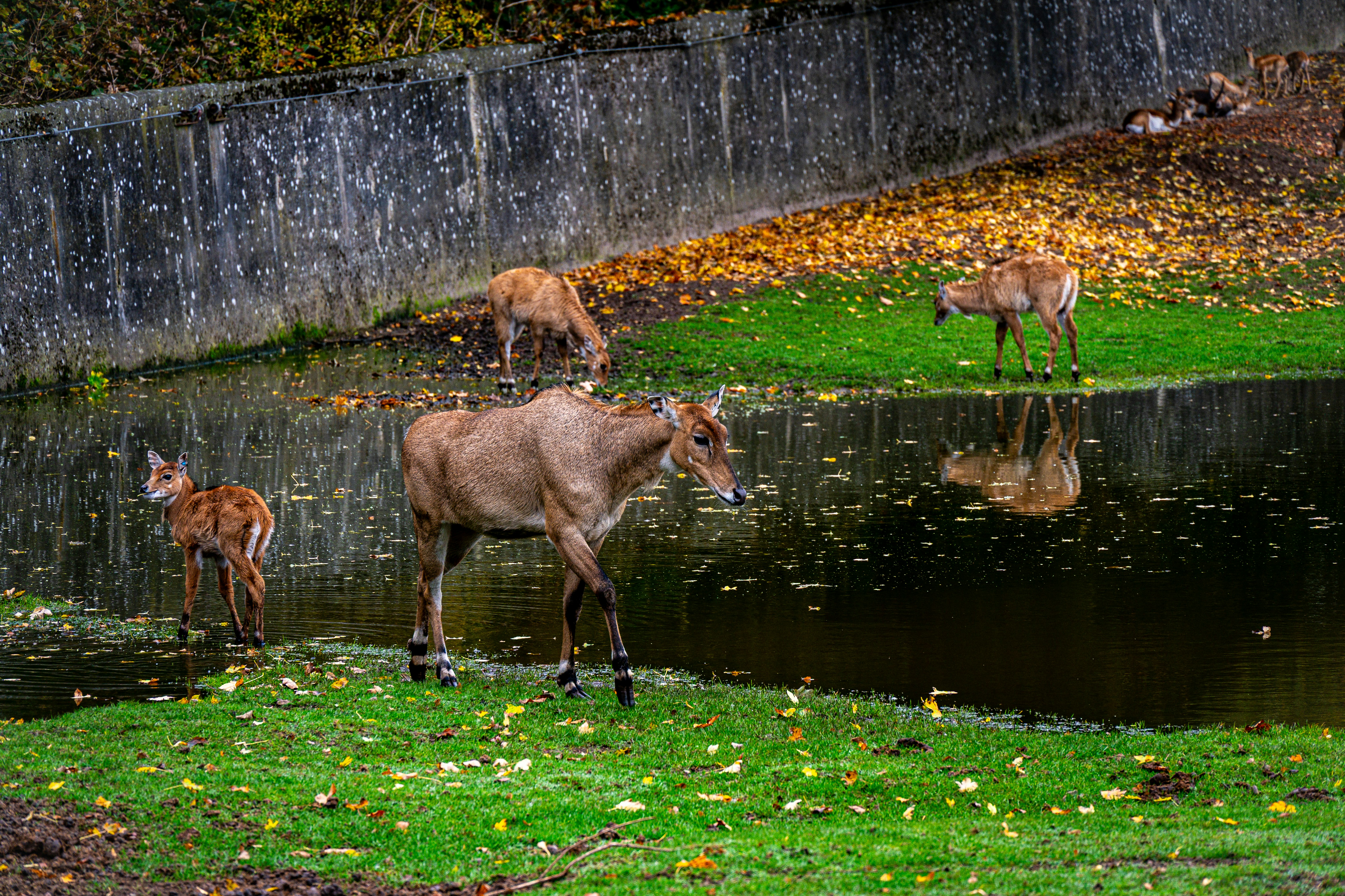 Rain-kissed Trio by a Mossy Pond: Autumn Deer at the Water's Edge