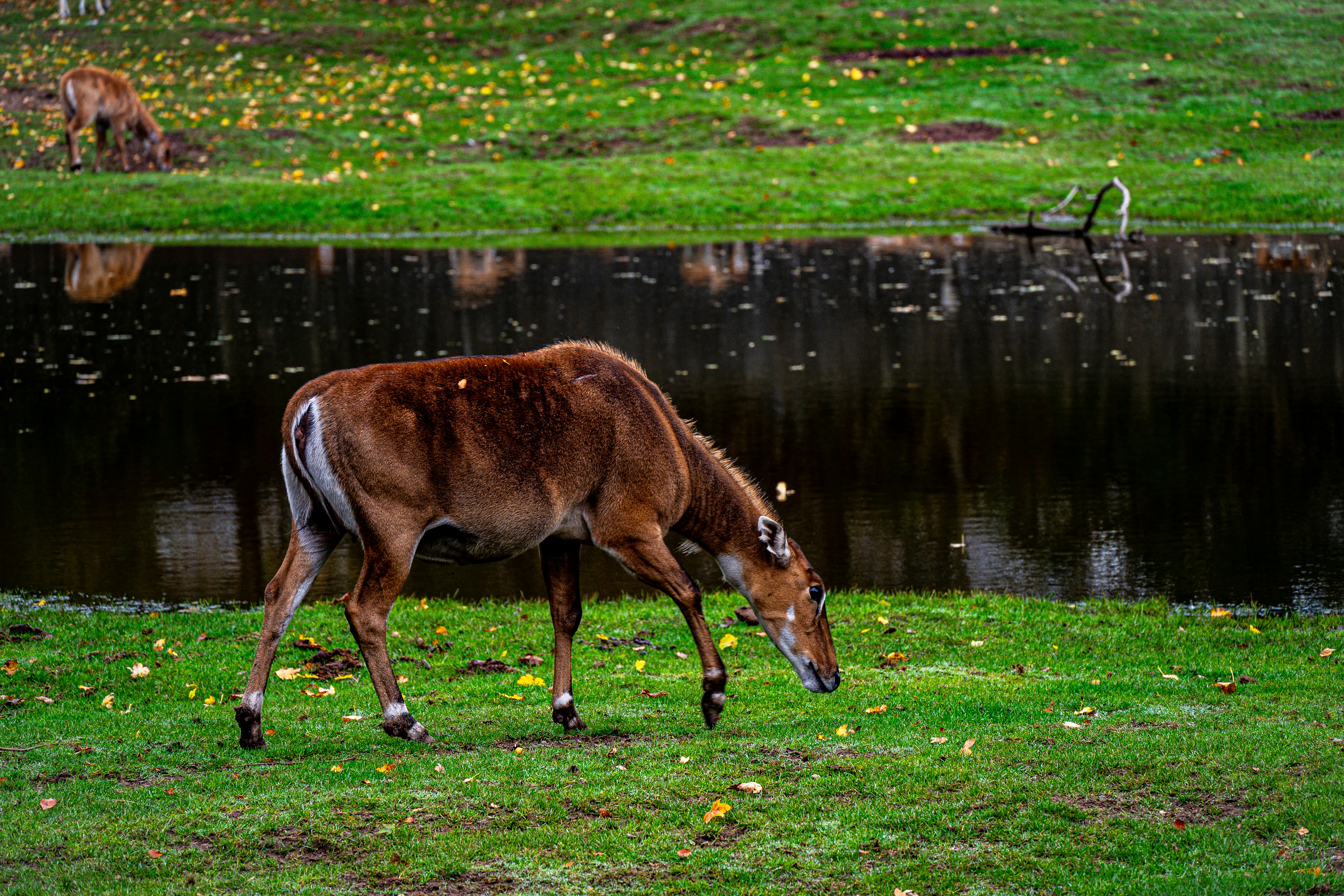 Grazing by the Pond: Autumn Deer in a Quiet Park