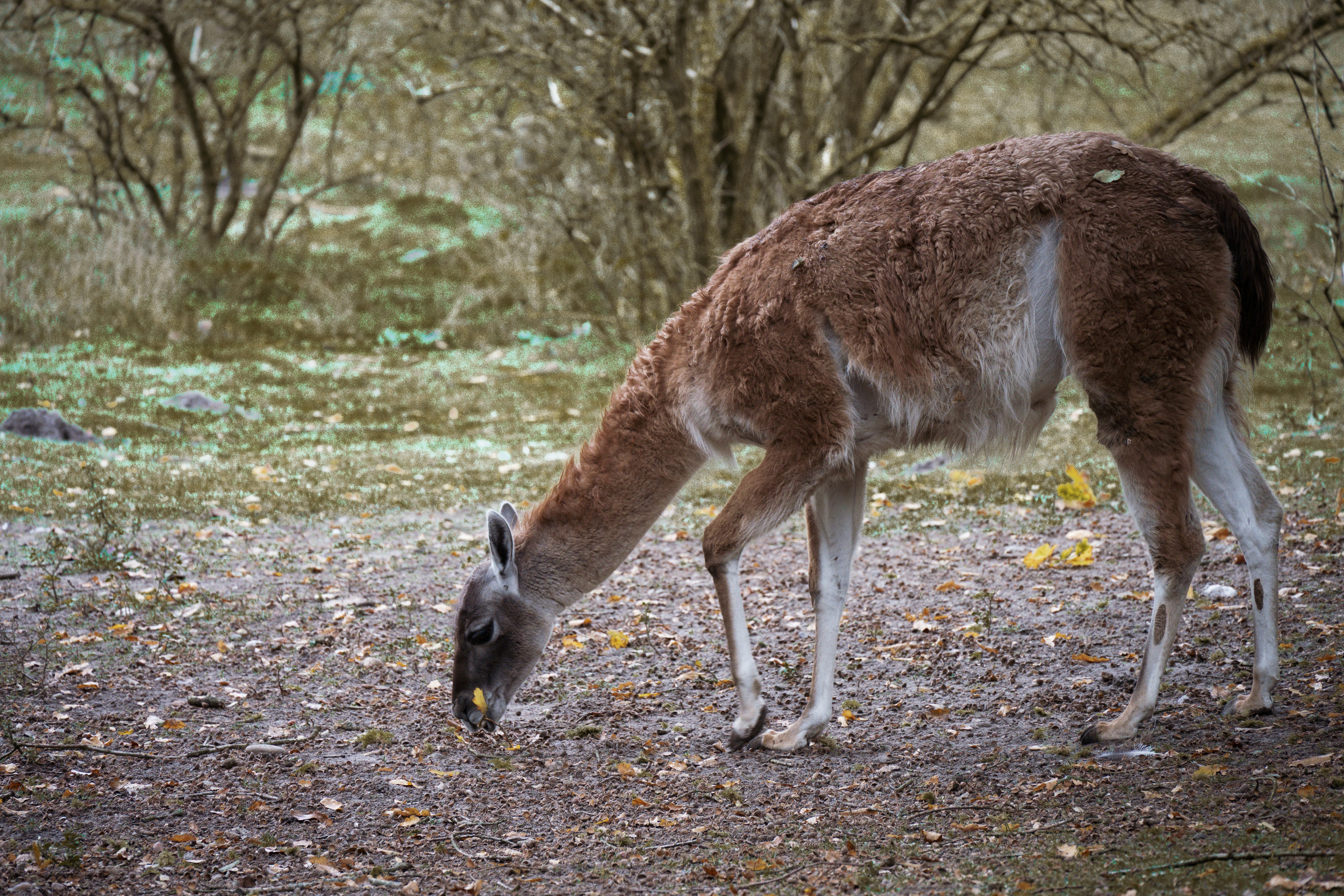 Gentle Grazing: A Moment in Nature's Embrace